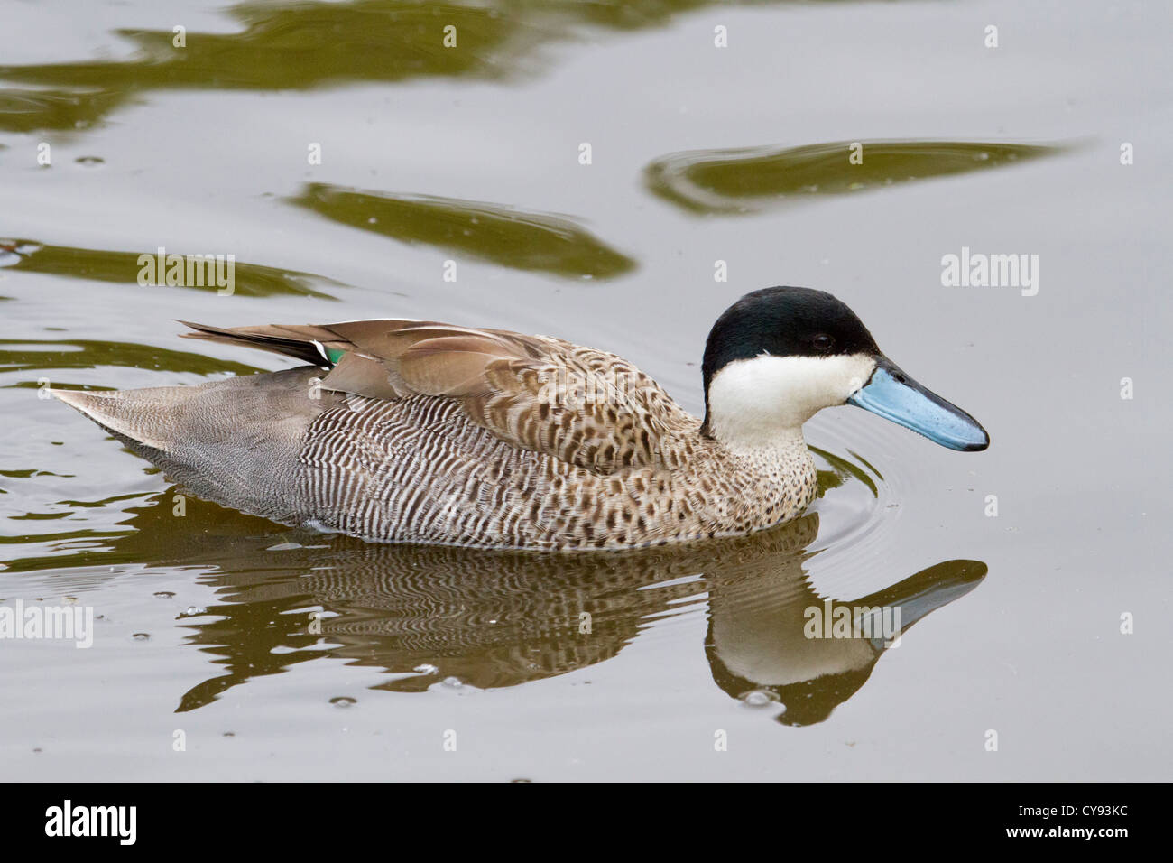 Puna teal anas puna hi-res stock photography and images - Alamy
