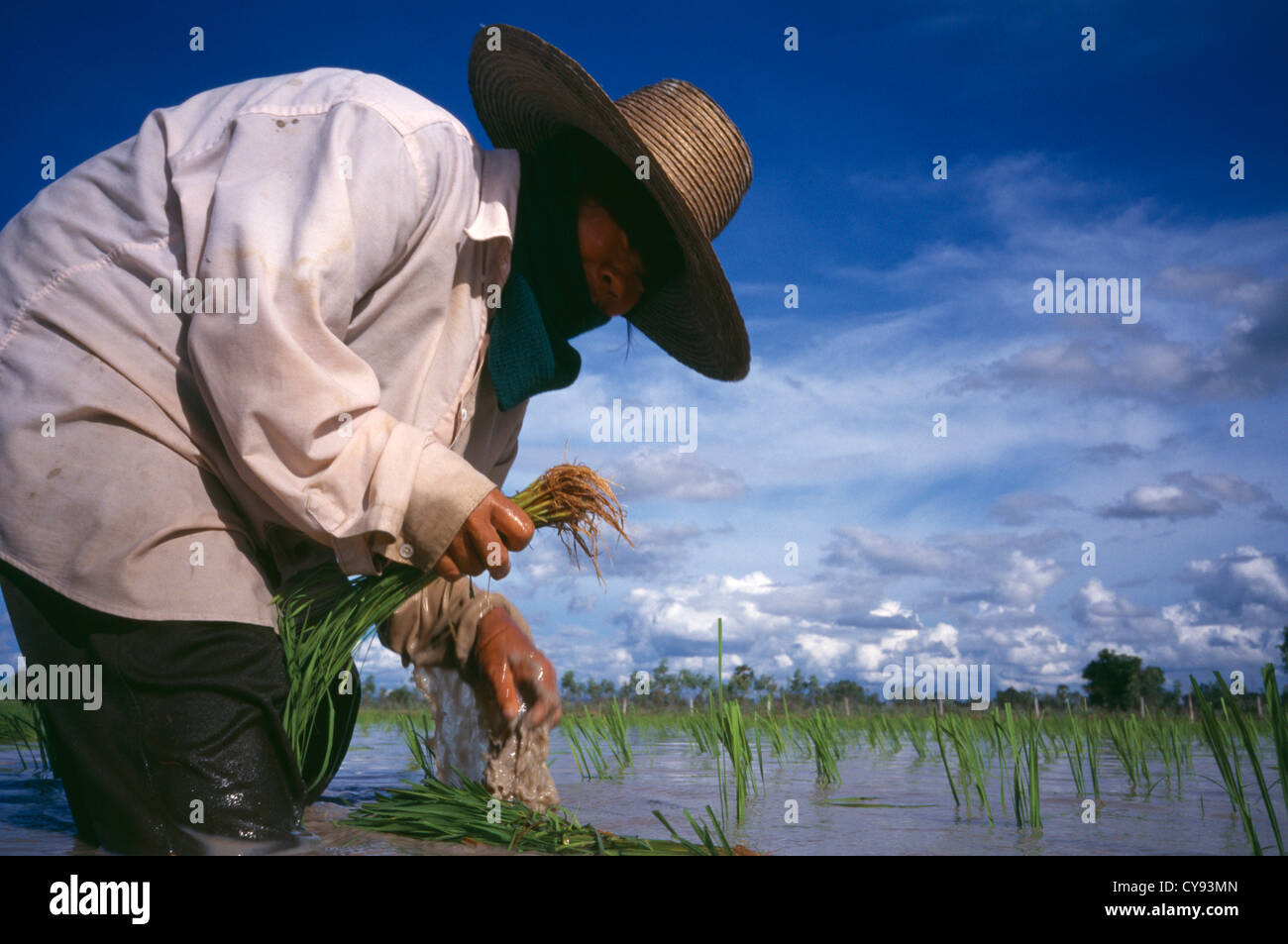 Asian rice plant oryza sativa hi-res stock photography and images - Alamy