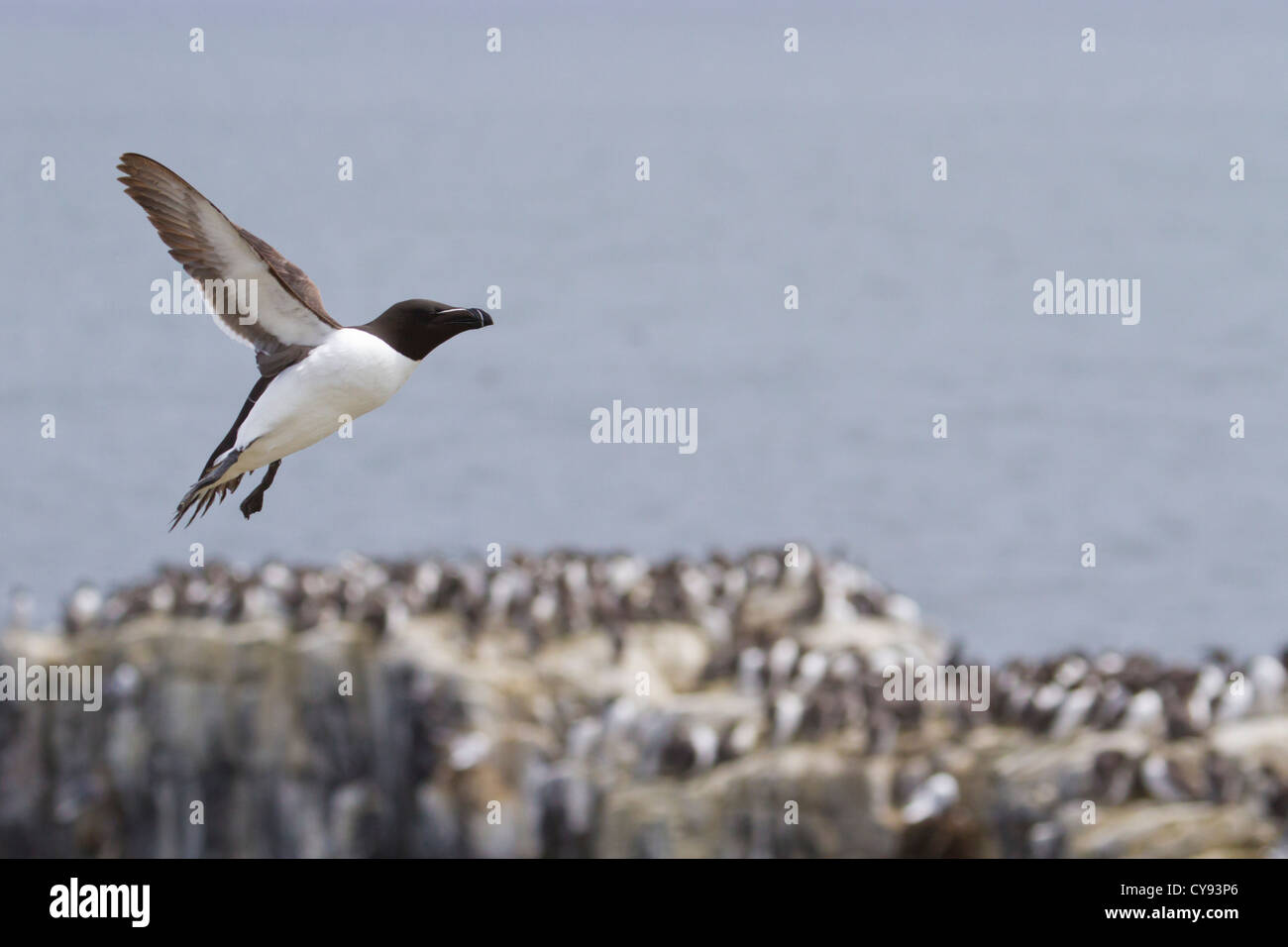Razorbill flying over seabird colony, Staple Island, Farne Islands ...