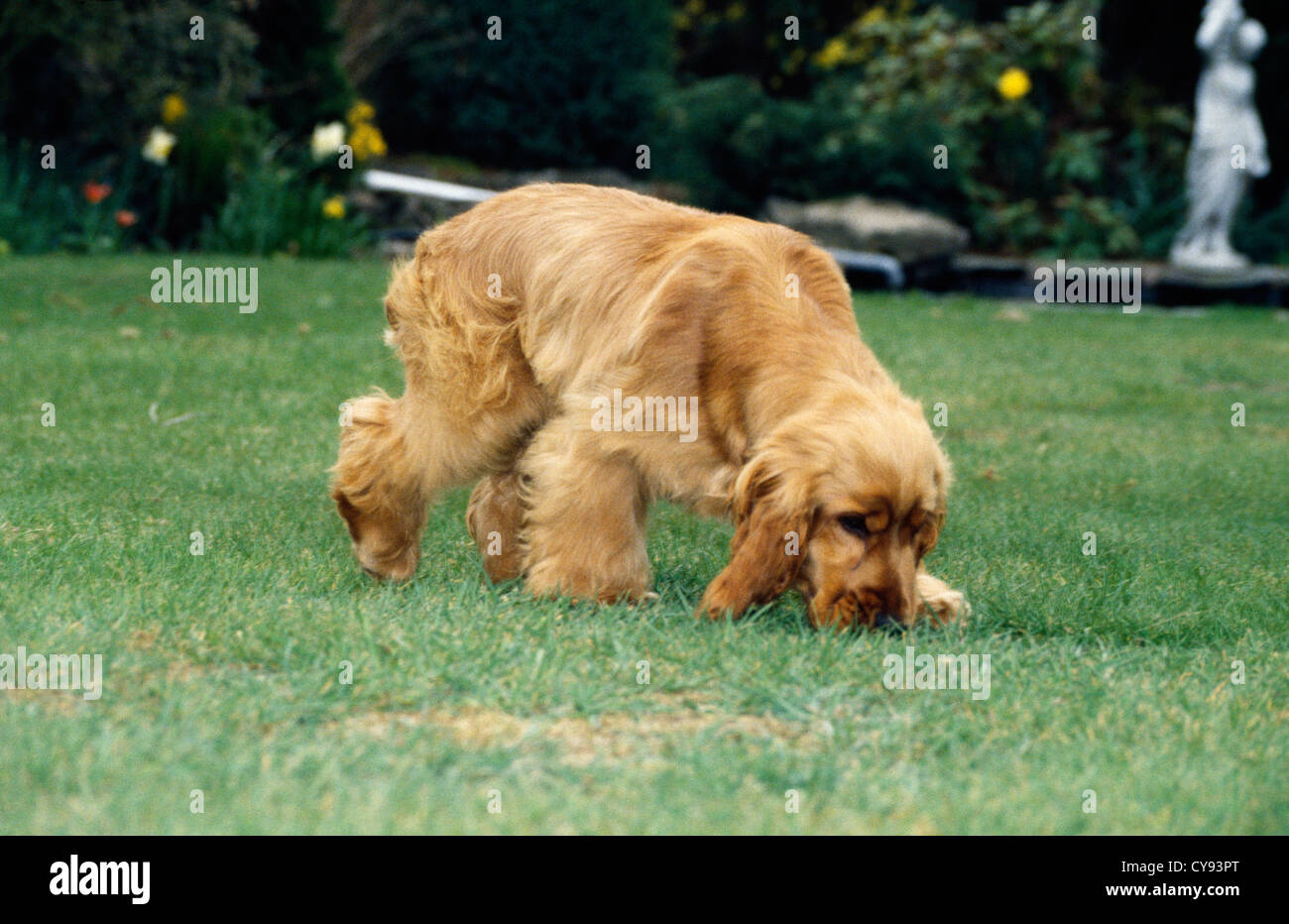 COCKER SPANIEL WALKING OUTSIDE/ ENGLAND Stock Photo - Alamy