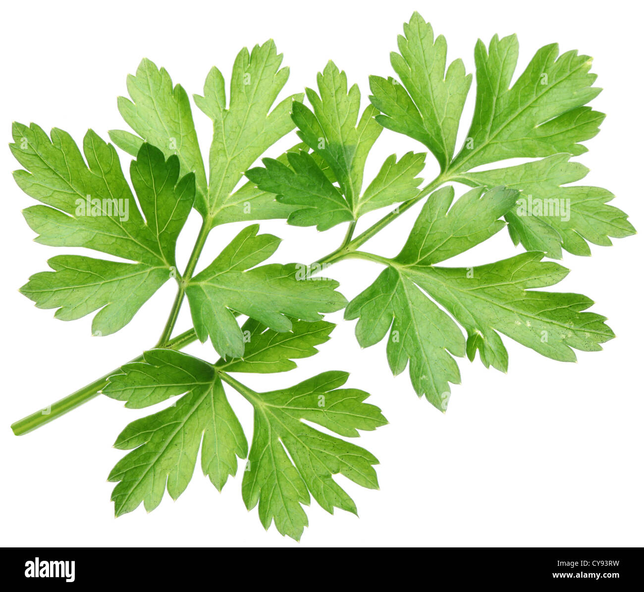 Parsley on a white background Stock Photo - Alamy