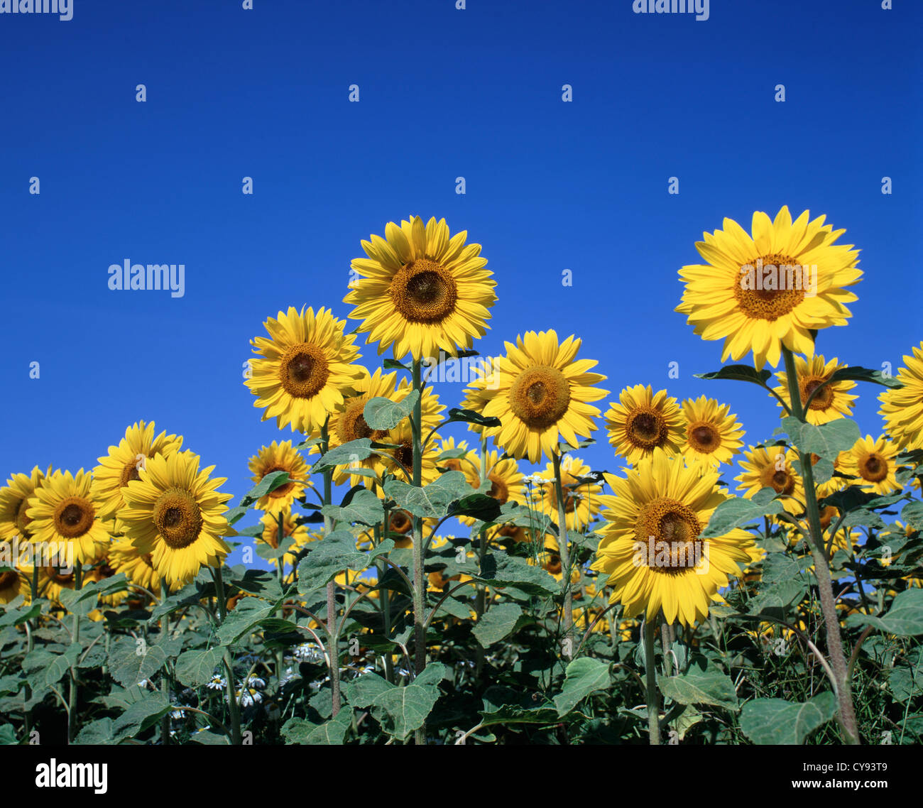 Helianthus annuus, Sunflower Stock Photo - Alamy