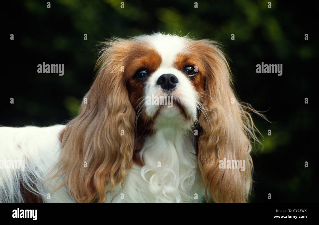 King charles cavalier ears hi-res stock photography and images - Alamy