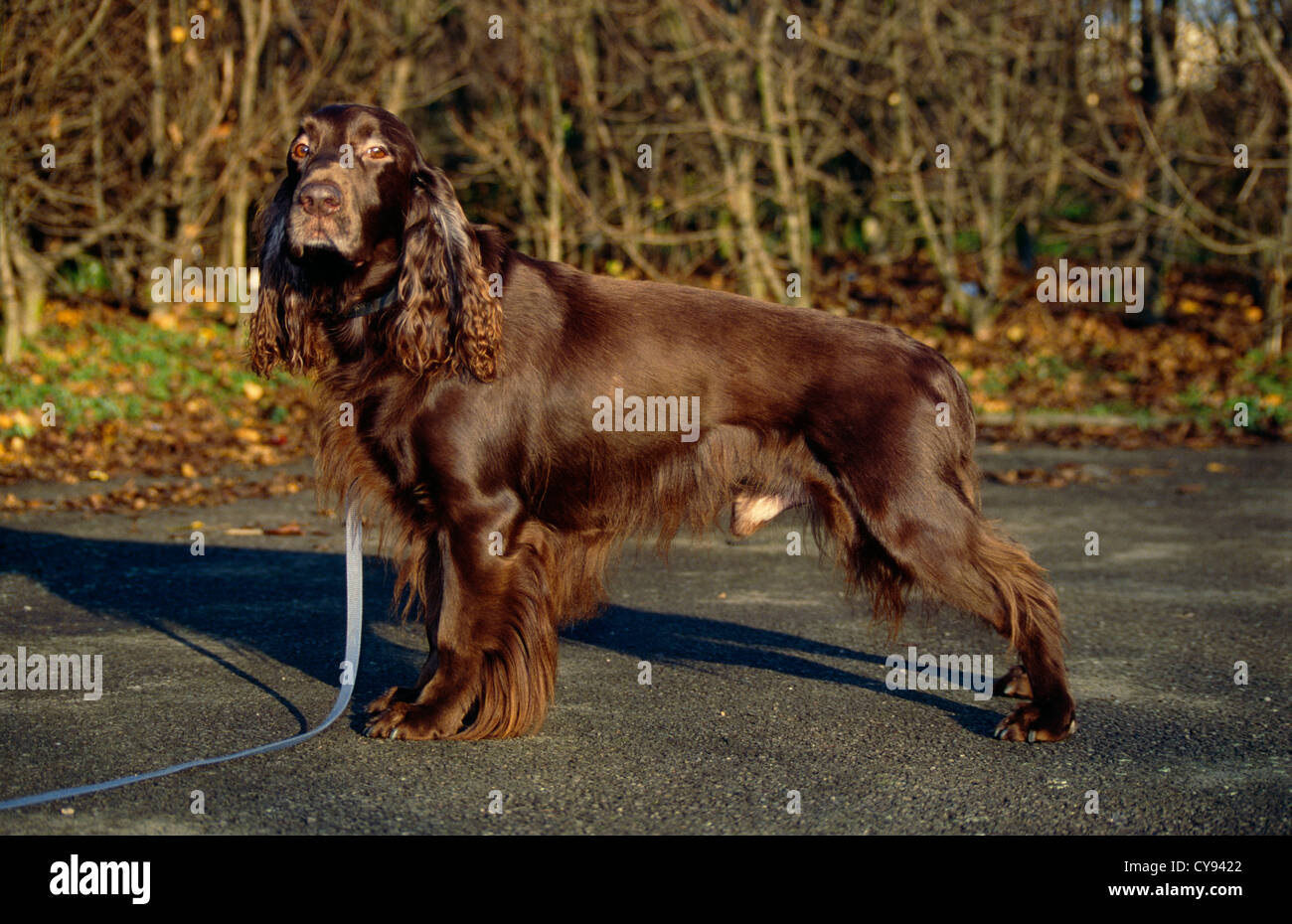 Field spaniel hi-res stock photography and images - Alamy