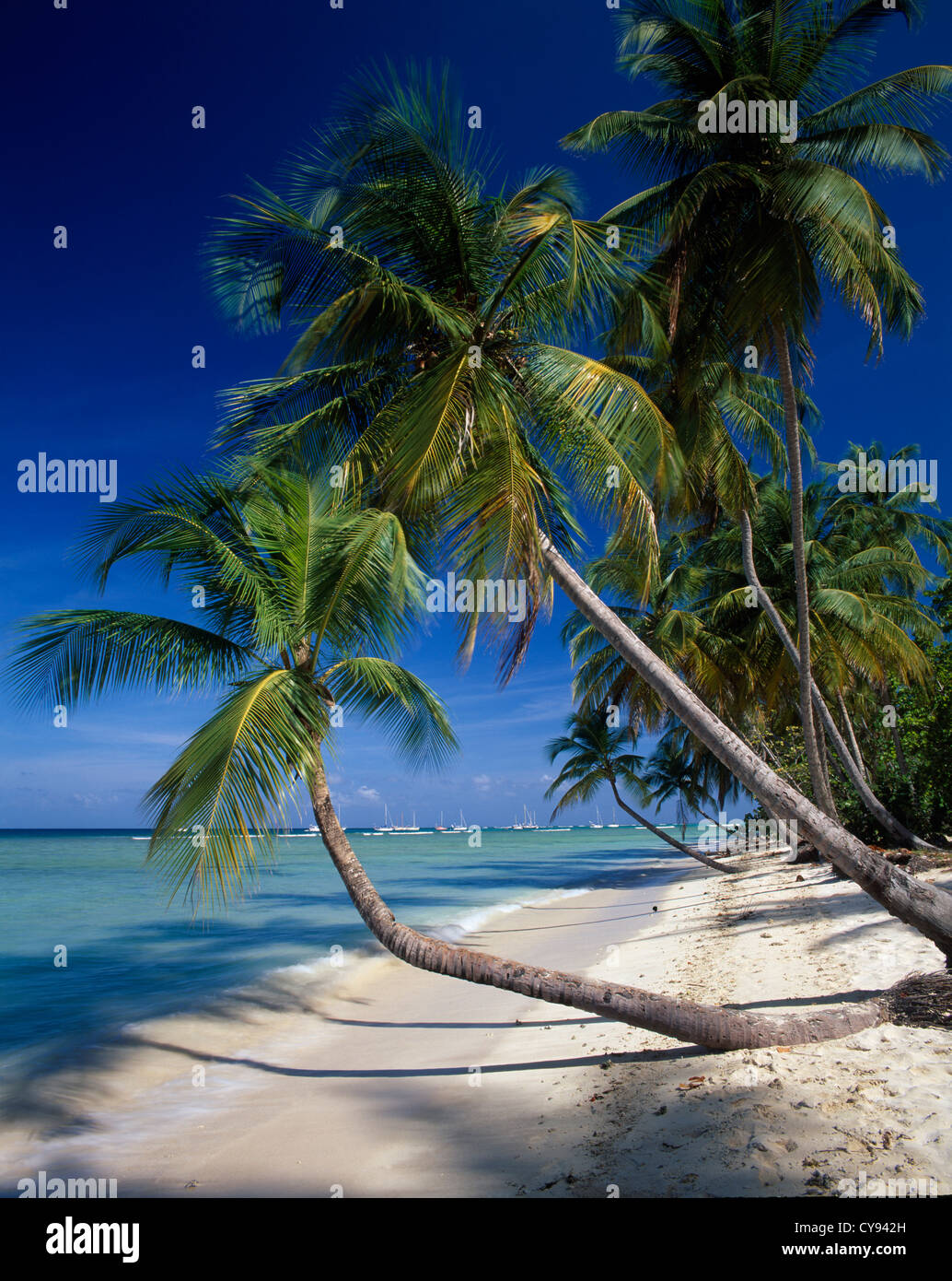 Cocos nucifera on tree hi-res stock photography and images - Alamy