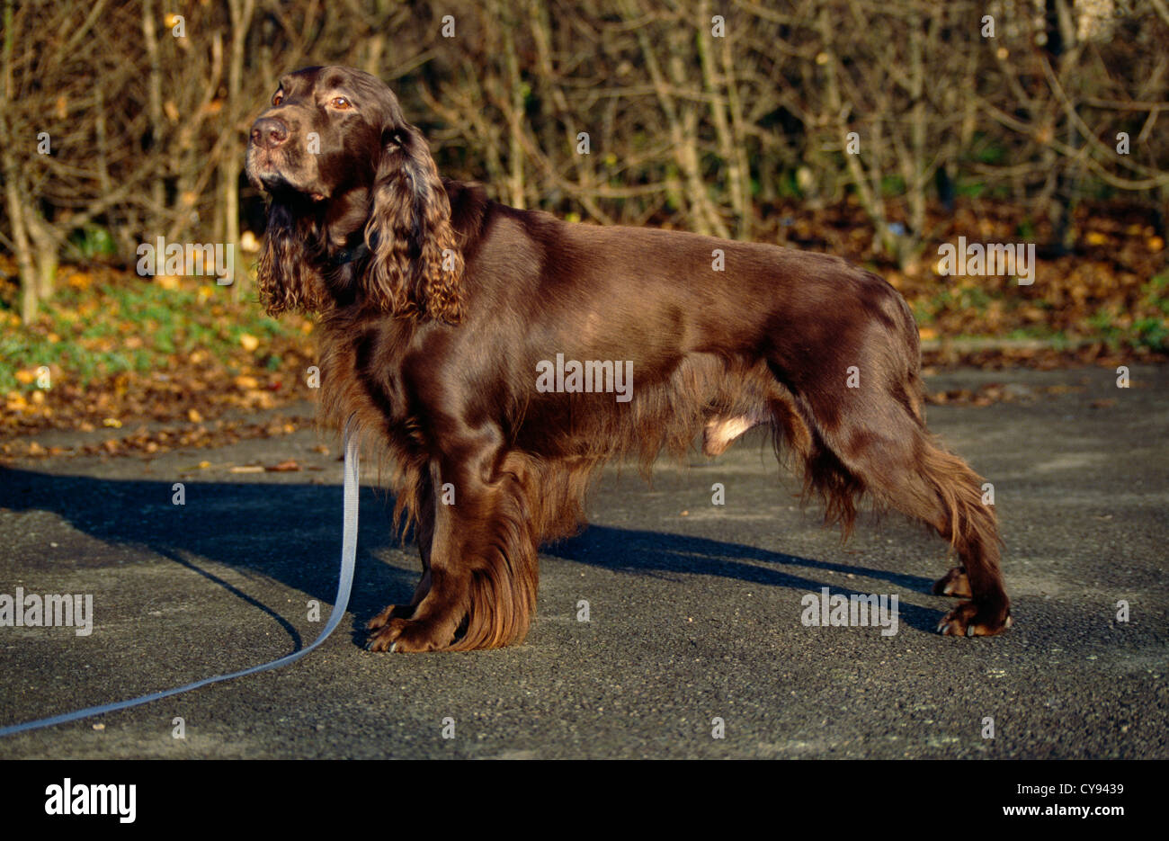 Field spaniel hi-res stock photography and images - Alamy