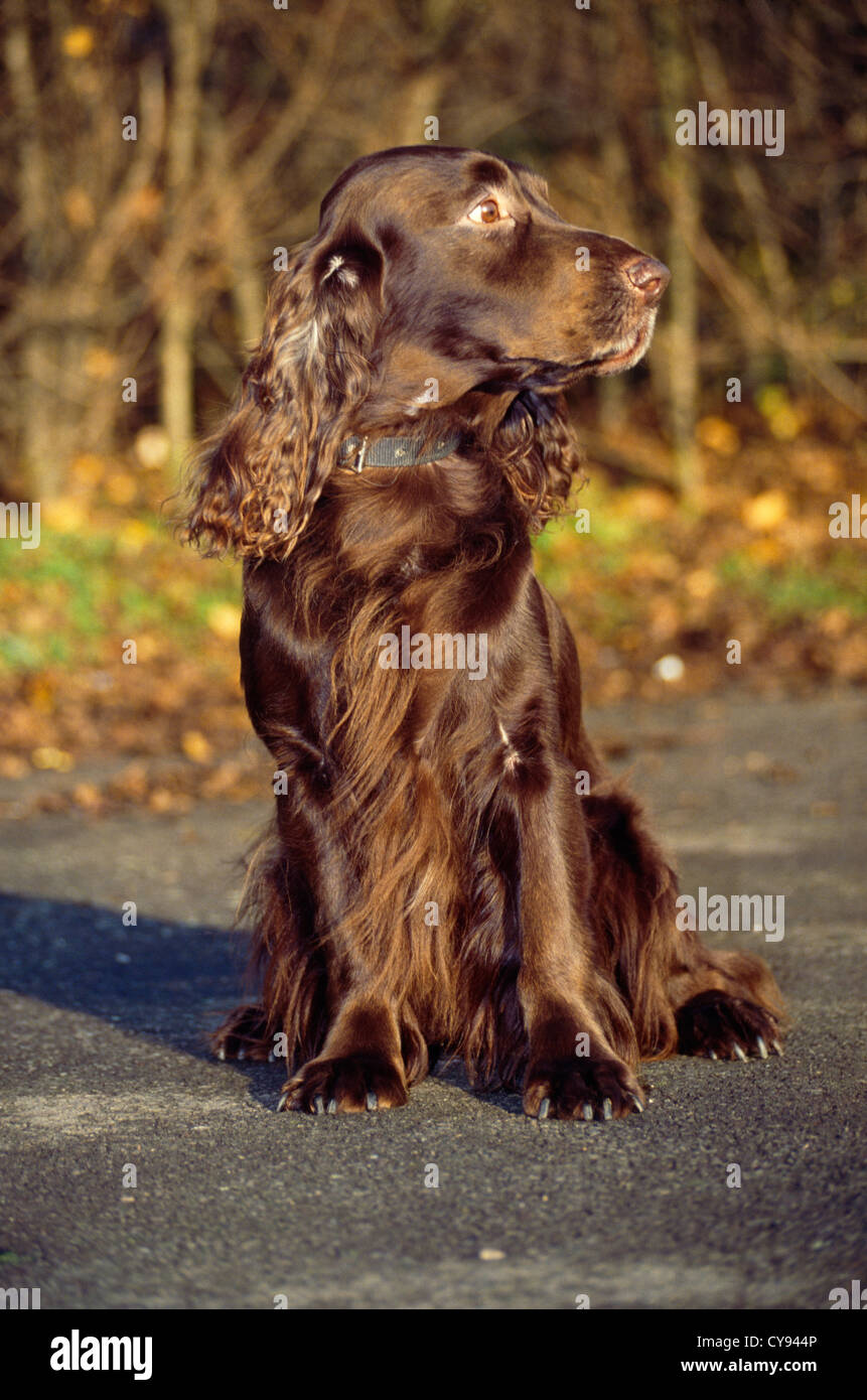 FIELD SPANIEL SITTING OUTSIDE/ ENGLAND Stock Photo - Alamy