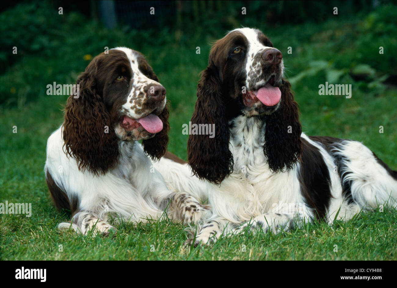 Two english springer spaniels hi-res stock photography and images - Alamy