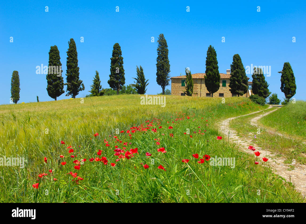 Val d'Orcia. Orcia Valley. Farm with cypress trees. Fields and ...
