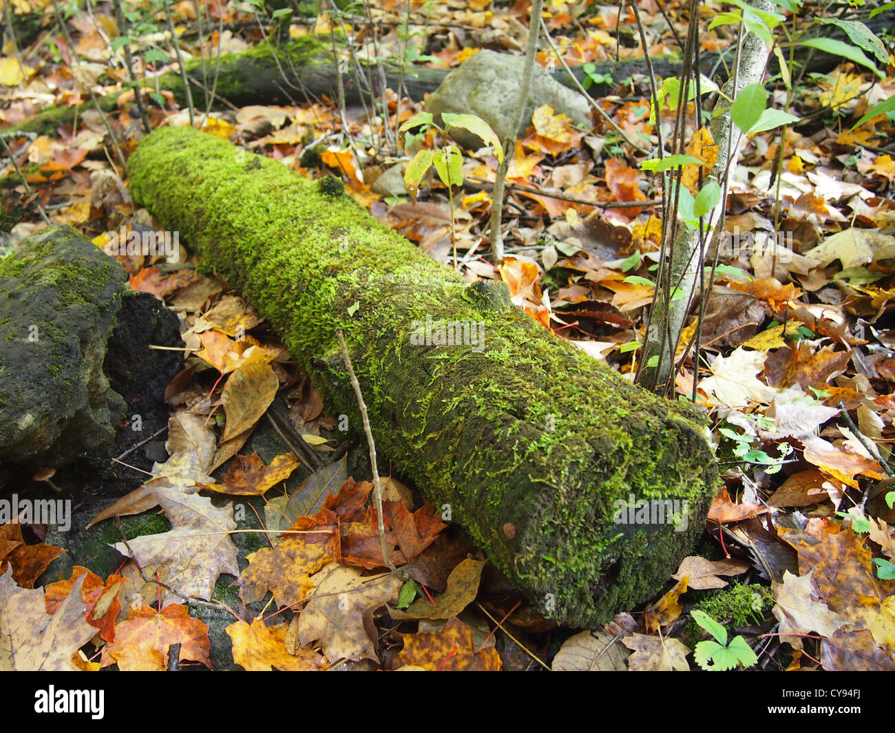 Boreal forest canada hi-res stock photography and images - Alamy