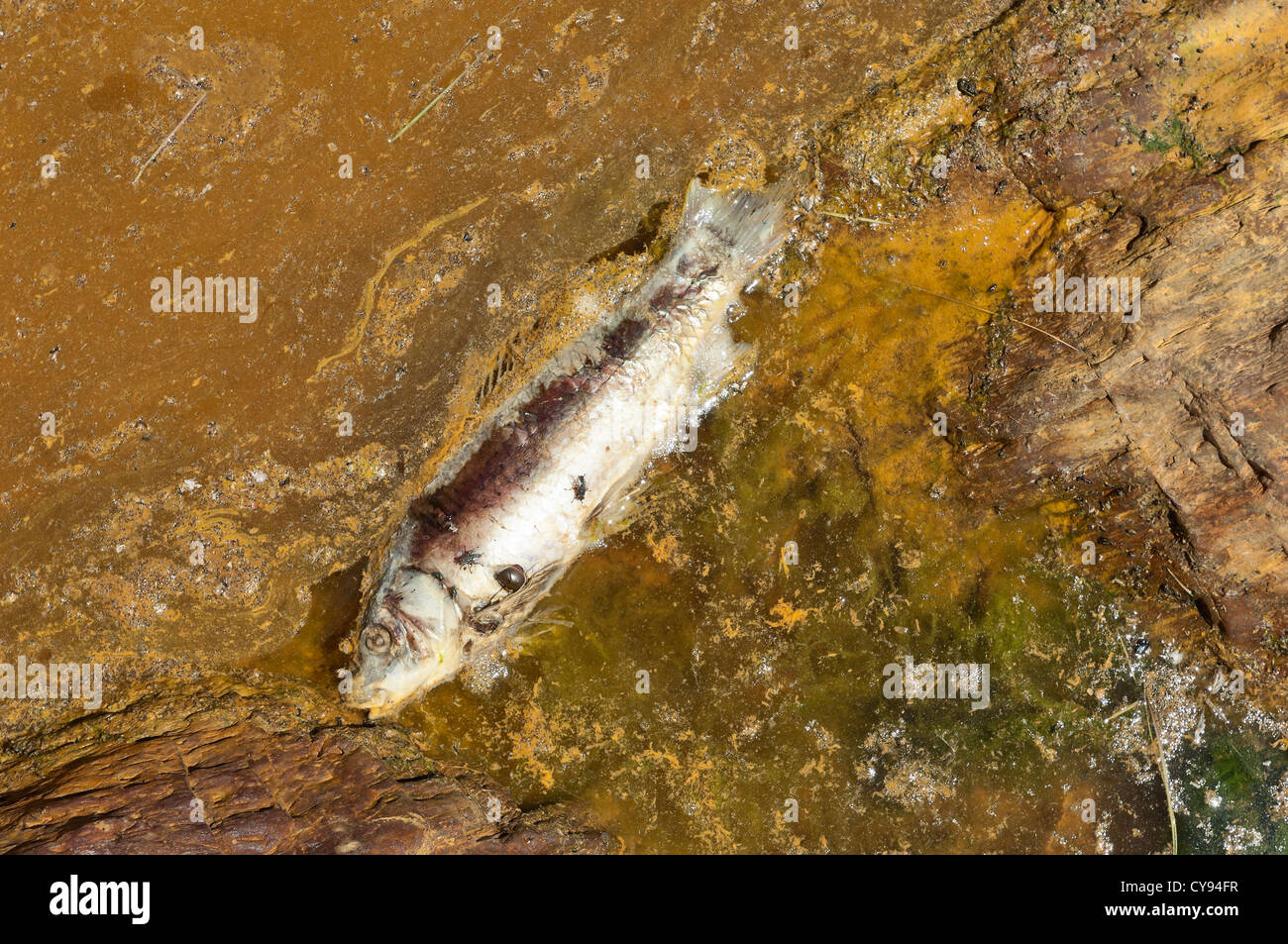Poisoned fish in the polluted riverbed of Mosteirao, downstream ...