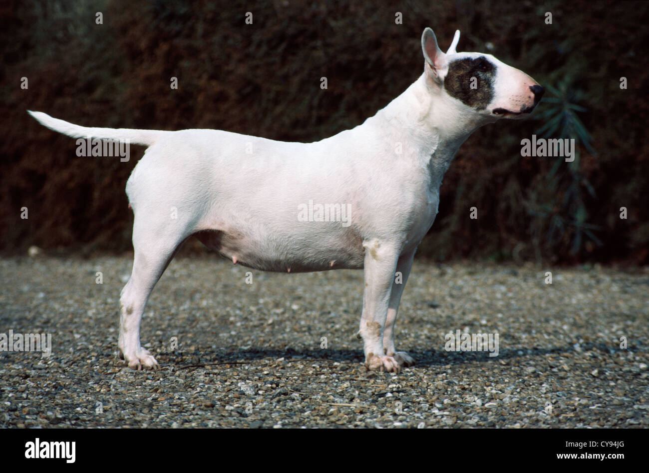 English bull terrier profile hi-res stock photography and images - Alamy
