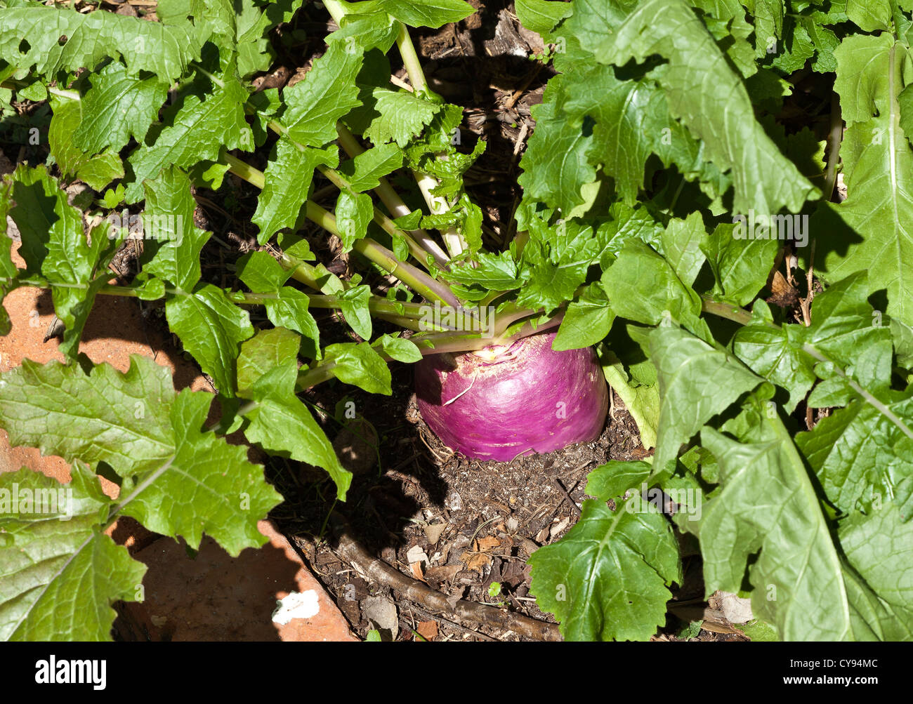 Turnip plant hi-res stock photography and images - Alamy