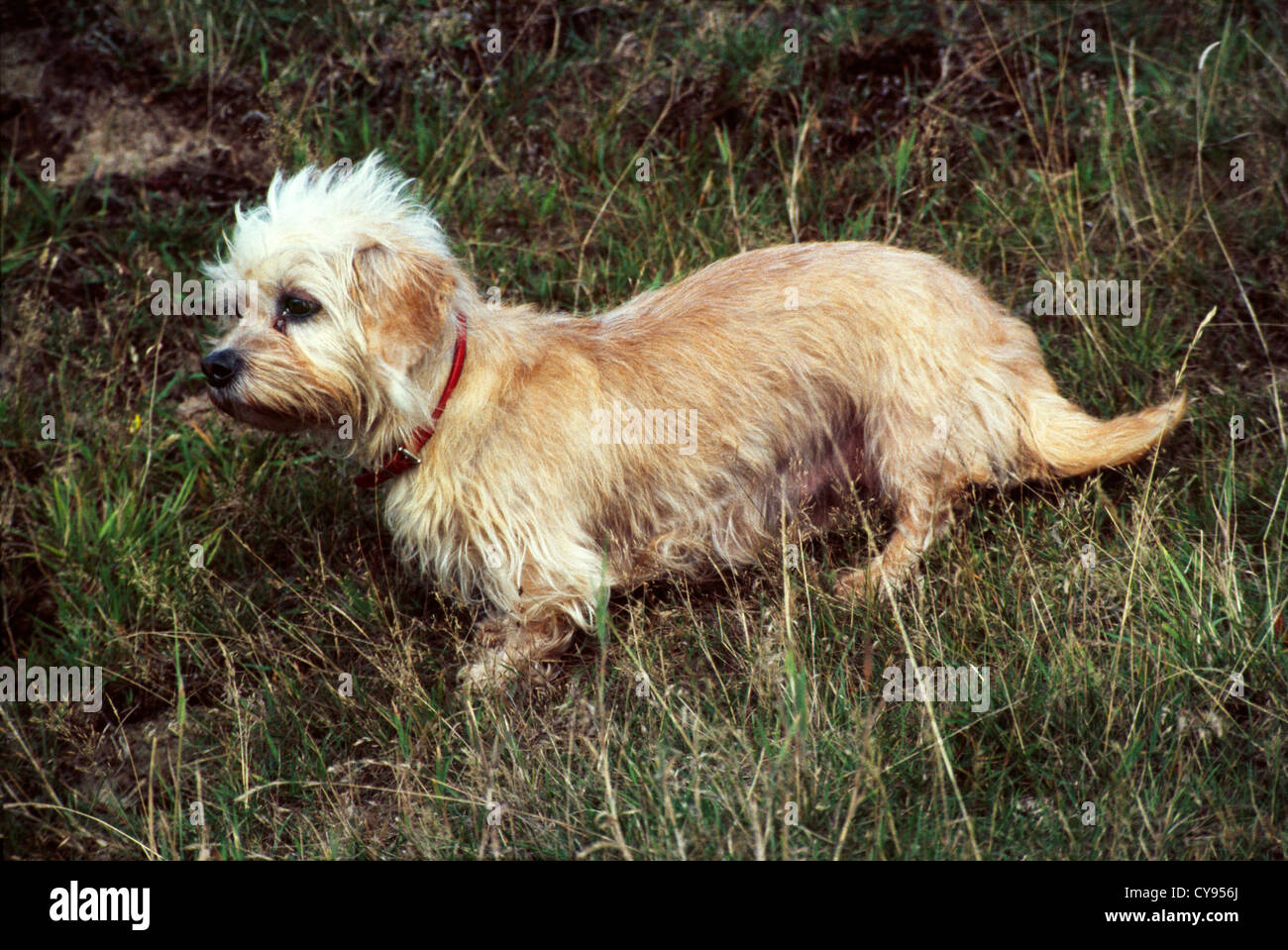 Dinmont hi-res stock photography and images - Alamy