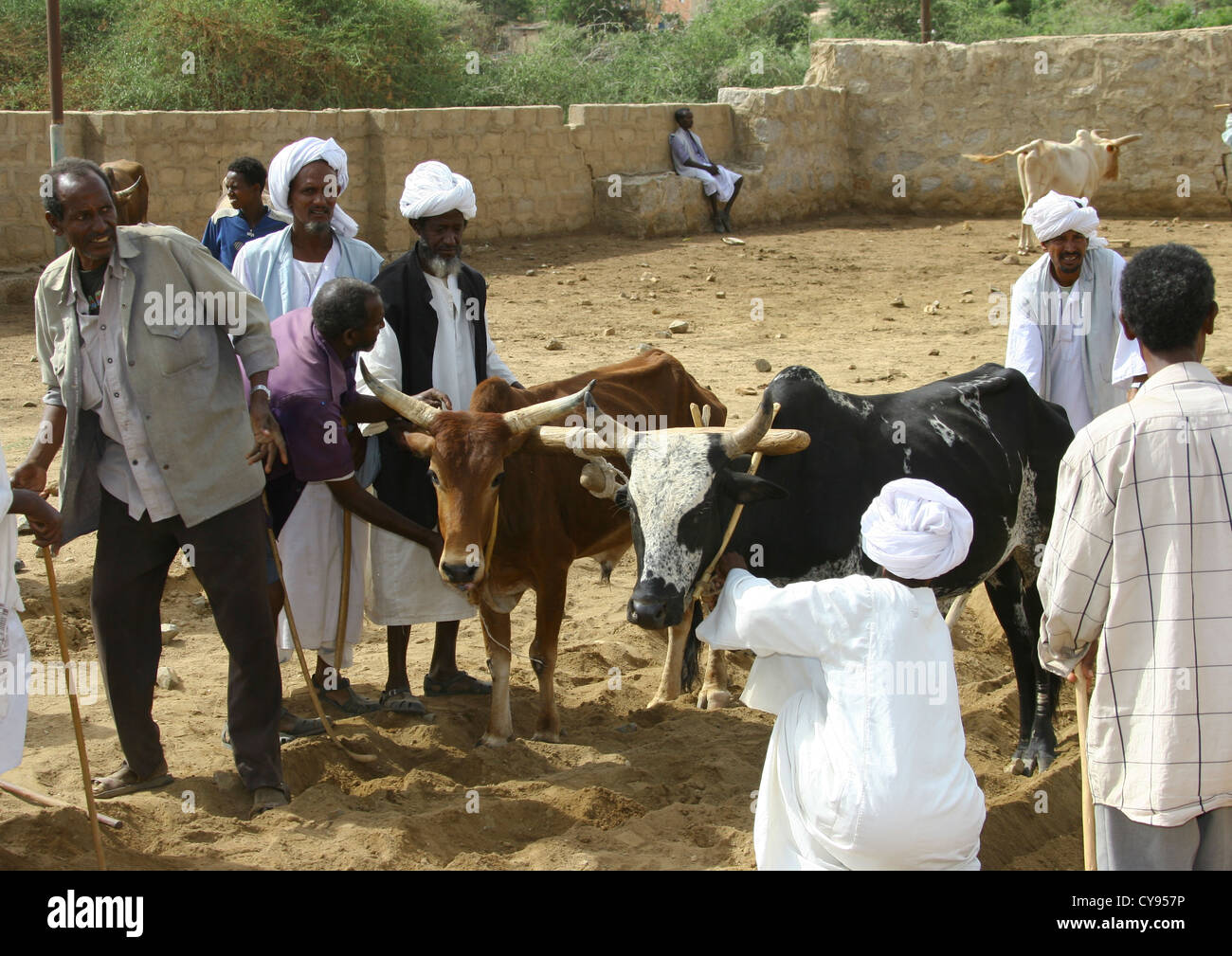 Keren Cattle Market, Eritrea Stock Photo - Alamy