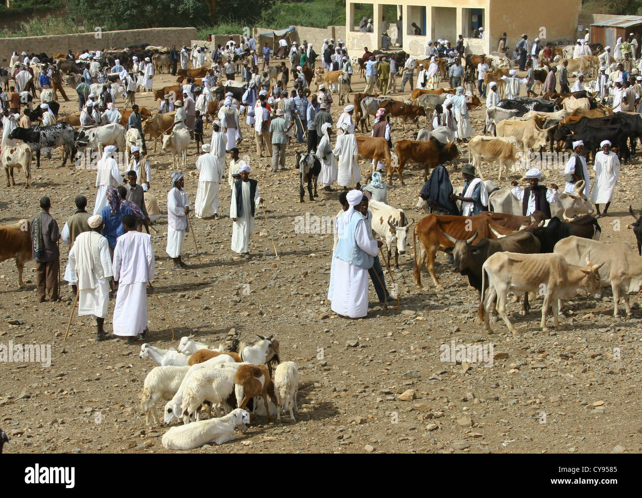 Keren Cattle Market, Eritrea Stock Photo - Alamy