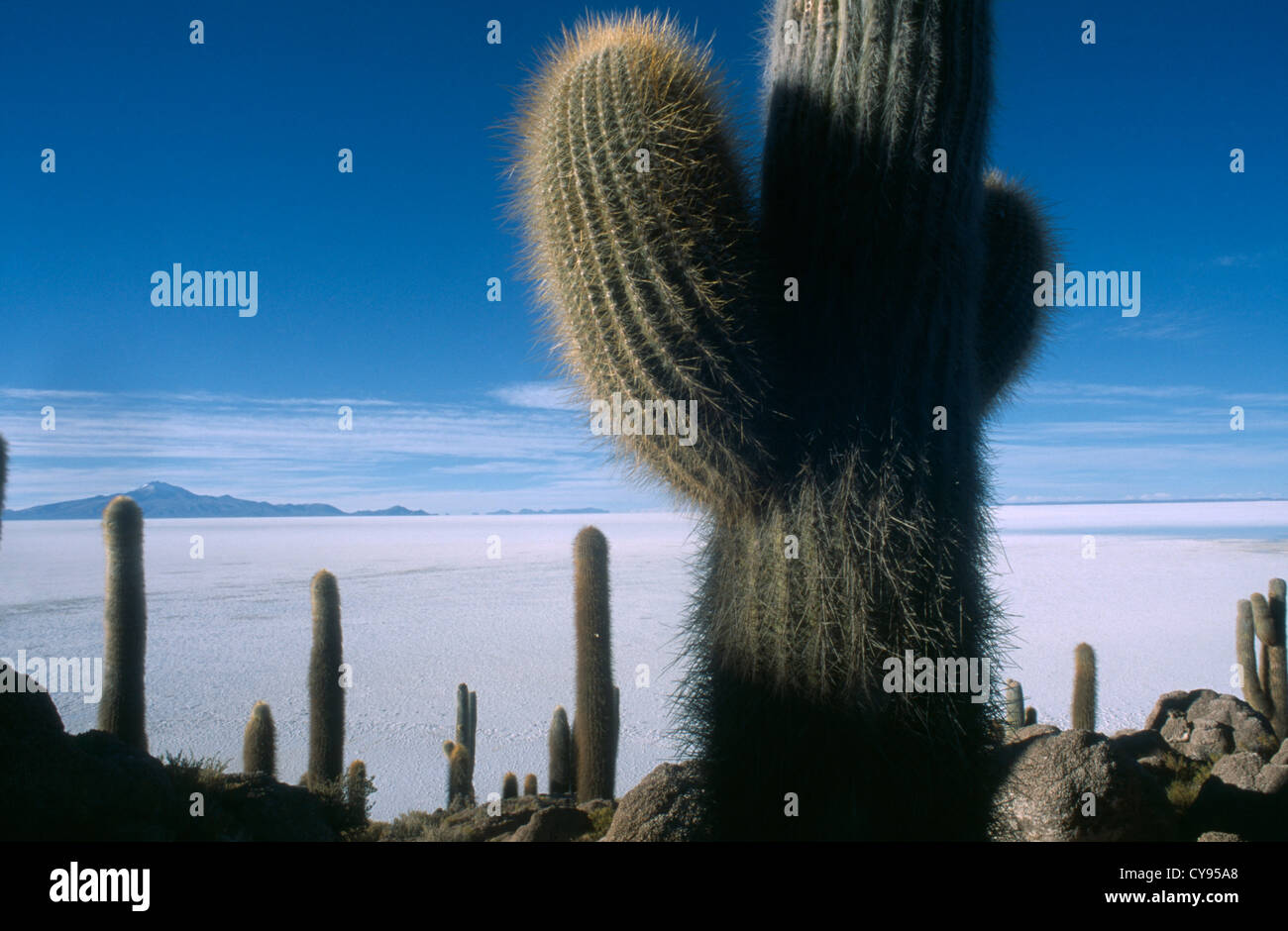 Furry cactus hi-res stock photography and images - Alamy