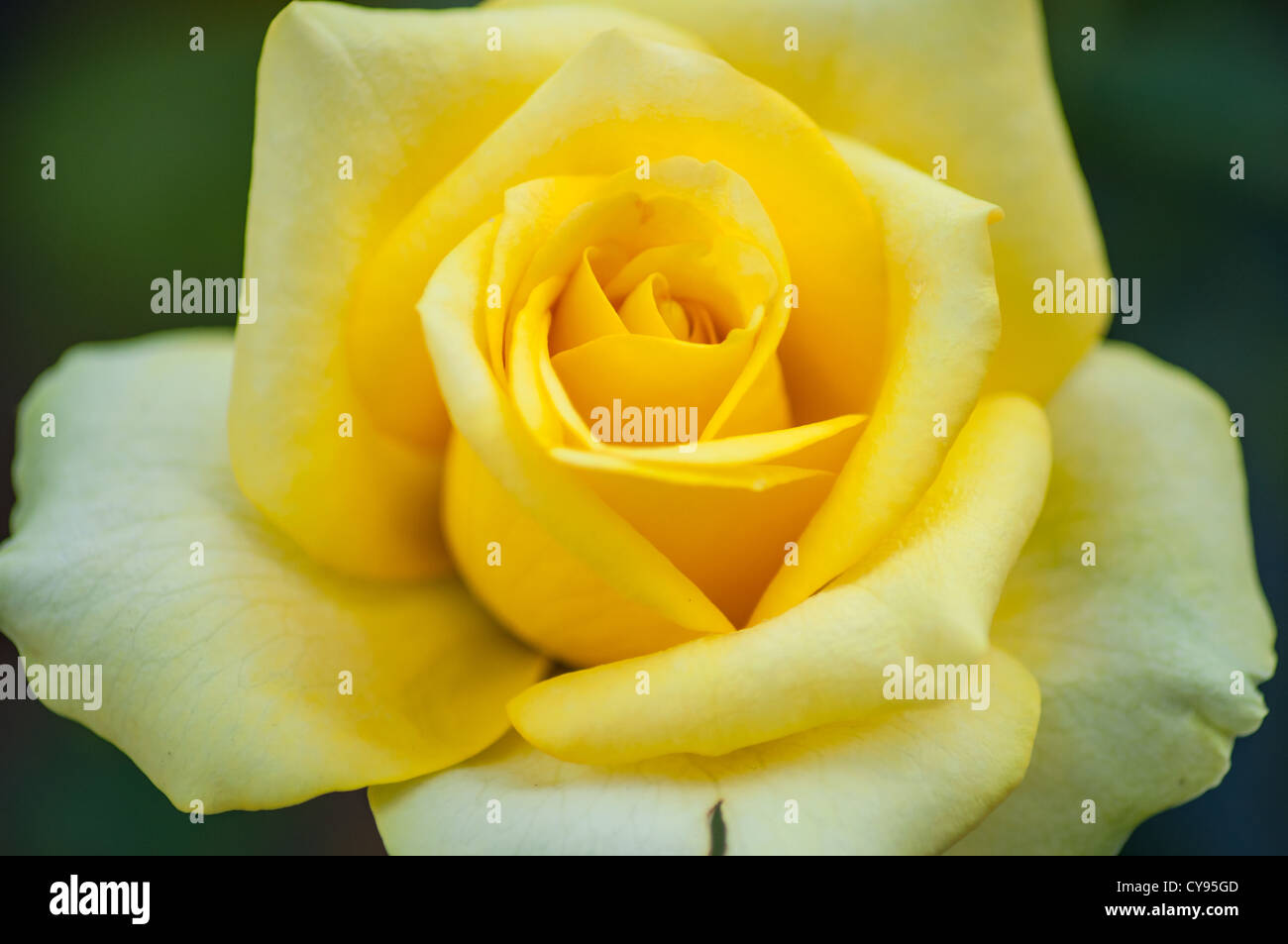 yellow rose in the garden Stock Photo - Alamy