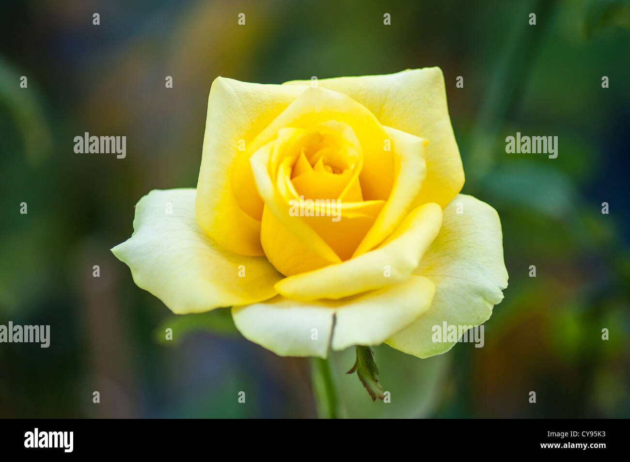 yellow rose in the garden Stock Photo - Alamy