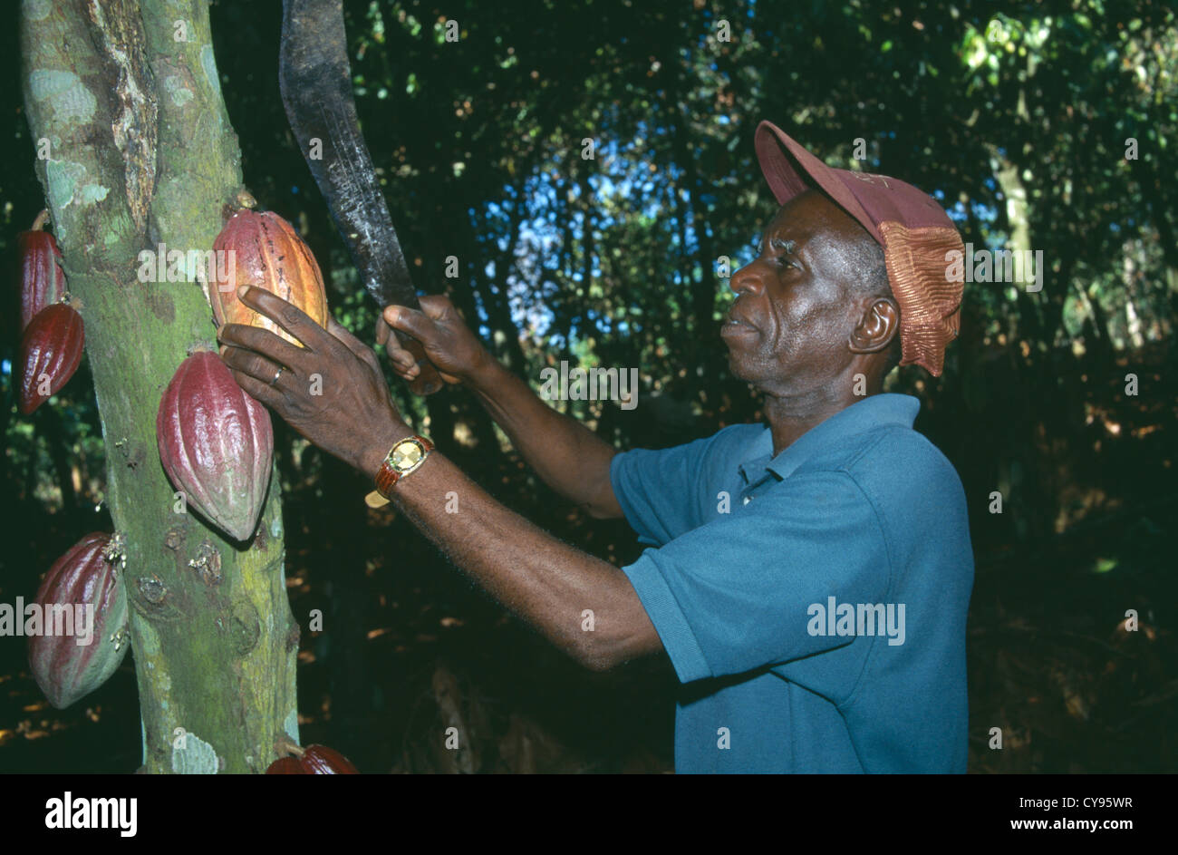 Cocoa Harvesting Season In Ghana at Corinne Marx blog