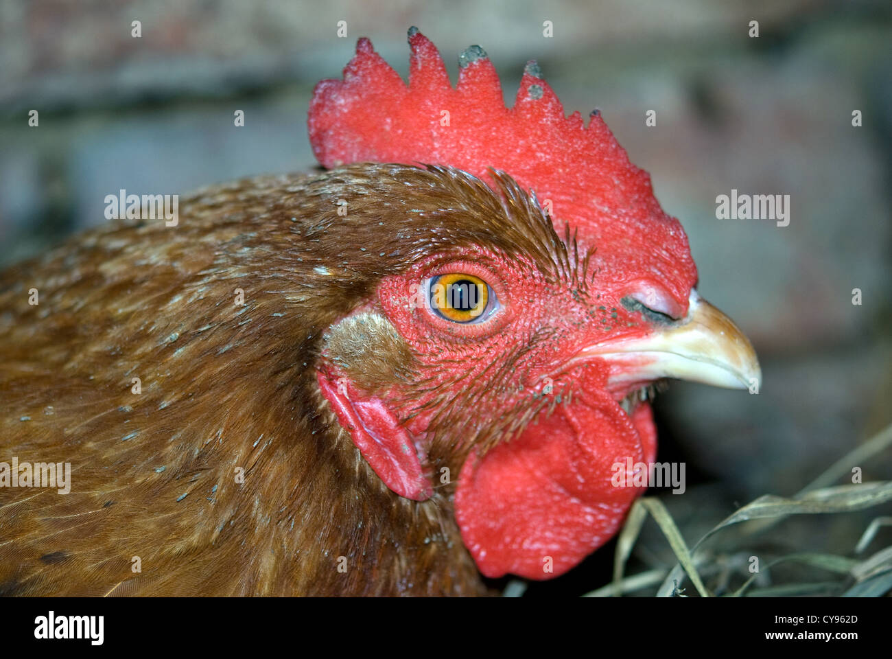 Hen in profile chicken head hi-res stock photography and images - Alamy