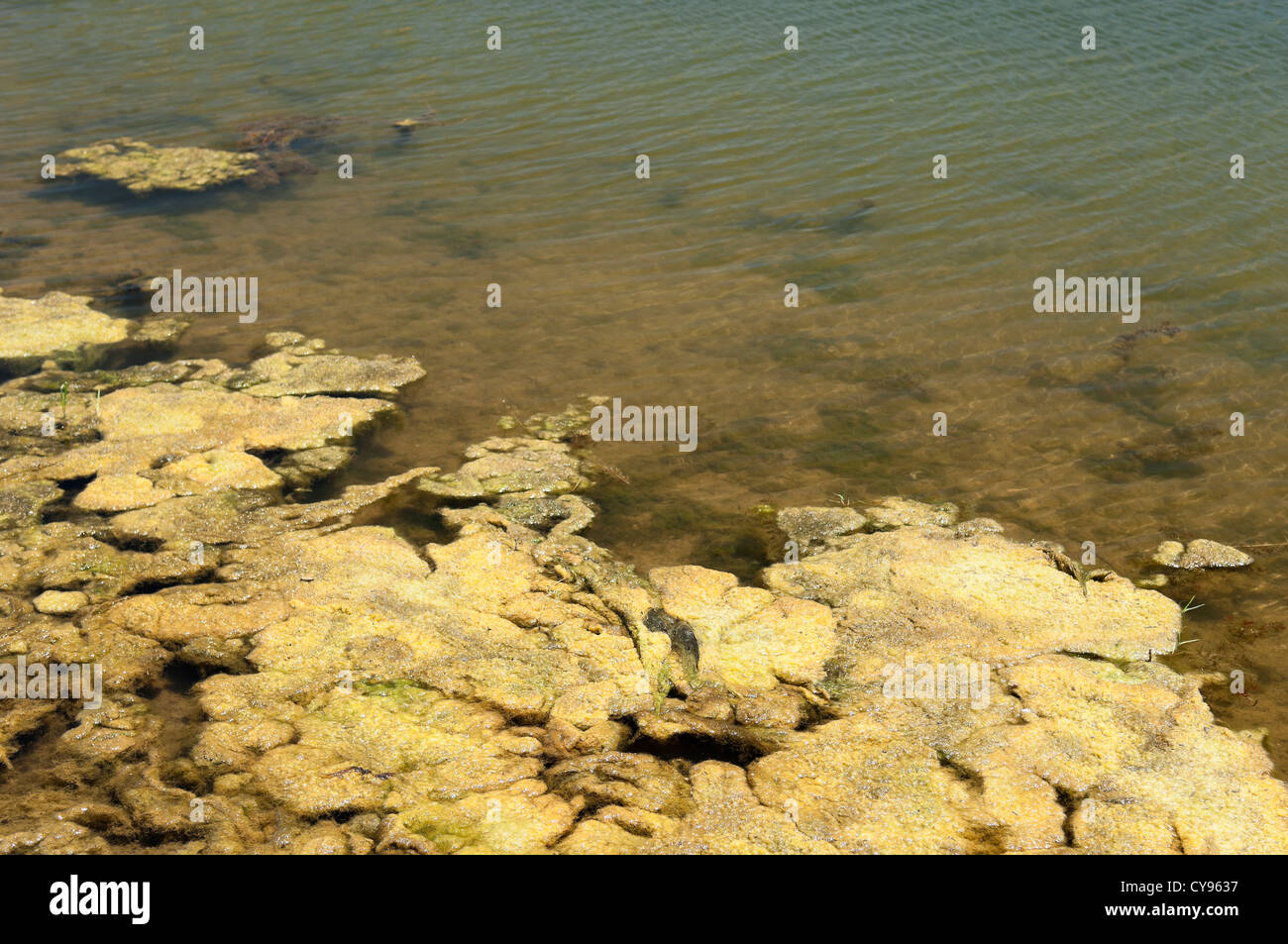 Detail of green slime in a stagnant water pond Stock Photo - Alamy