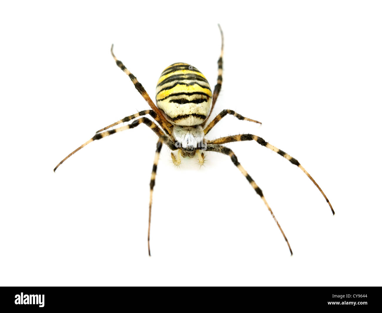 spider isolated on white background Stock Photo - Alamy