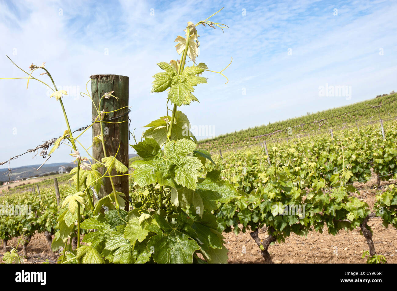 Field of grapevines hi-res stock photography and images - Alamy