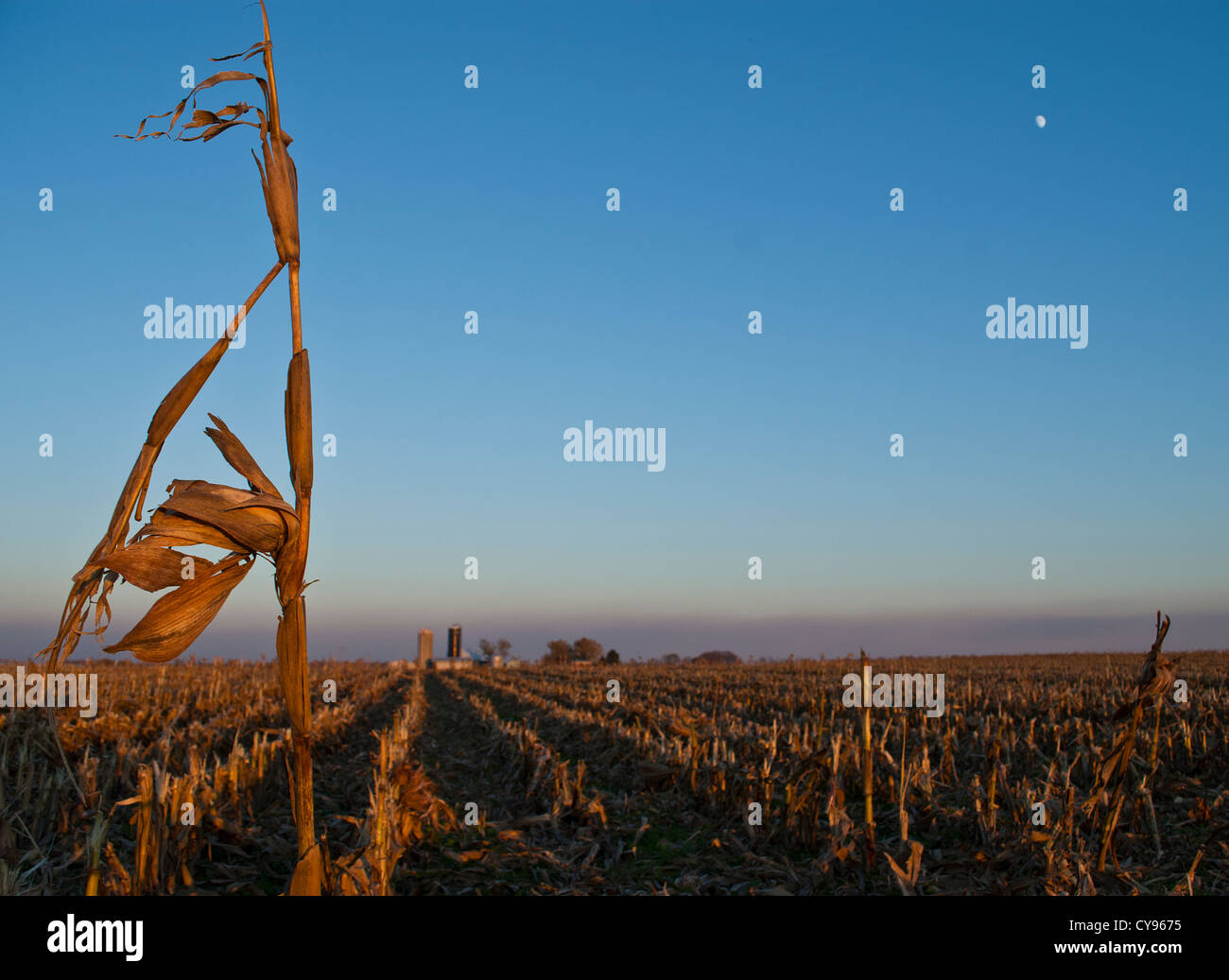 A solitary corn stalk stands in a harvested field at sunset Stock Photo ...