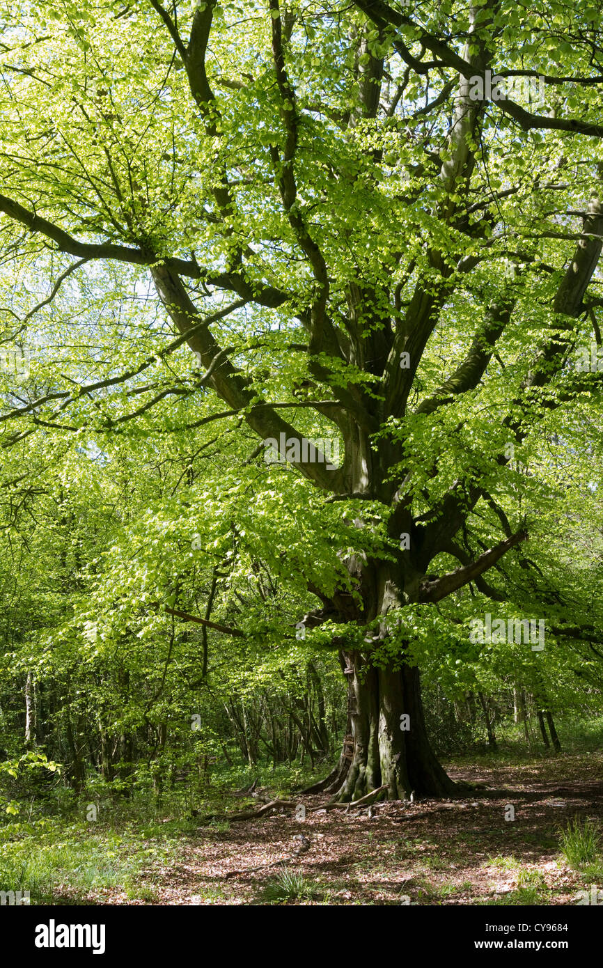 Crab wood winchester hi-res stock photography and images - Alamy