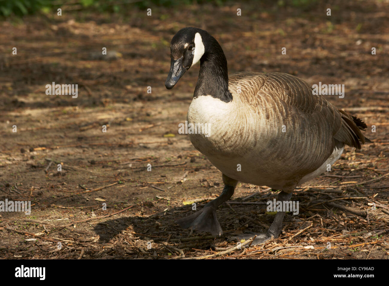 Greylag Goose Poland Stock Photo - Alamy