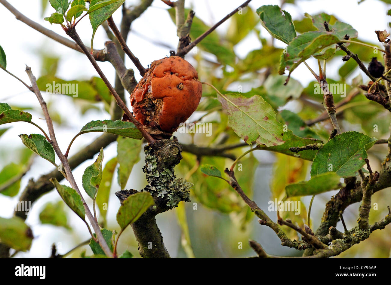 A rotten apple still hanging from a tree after the crop was ruined by ...