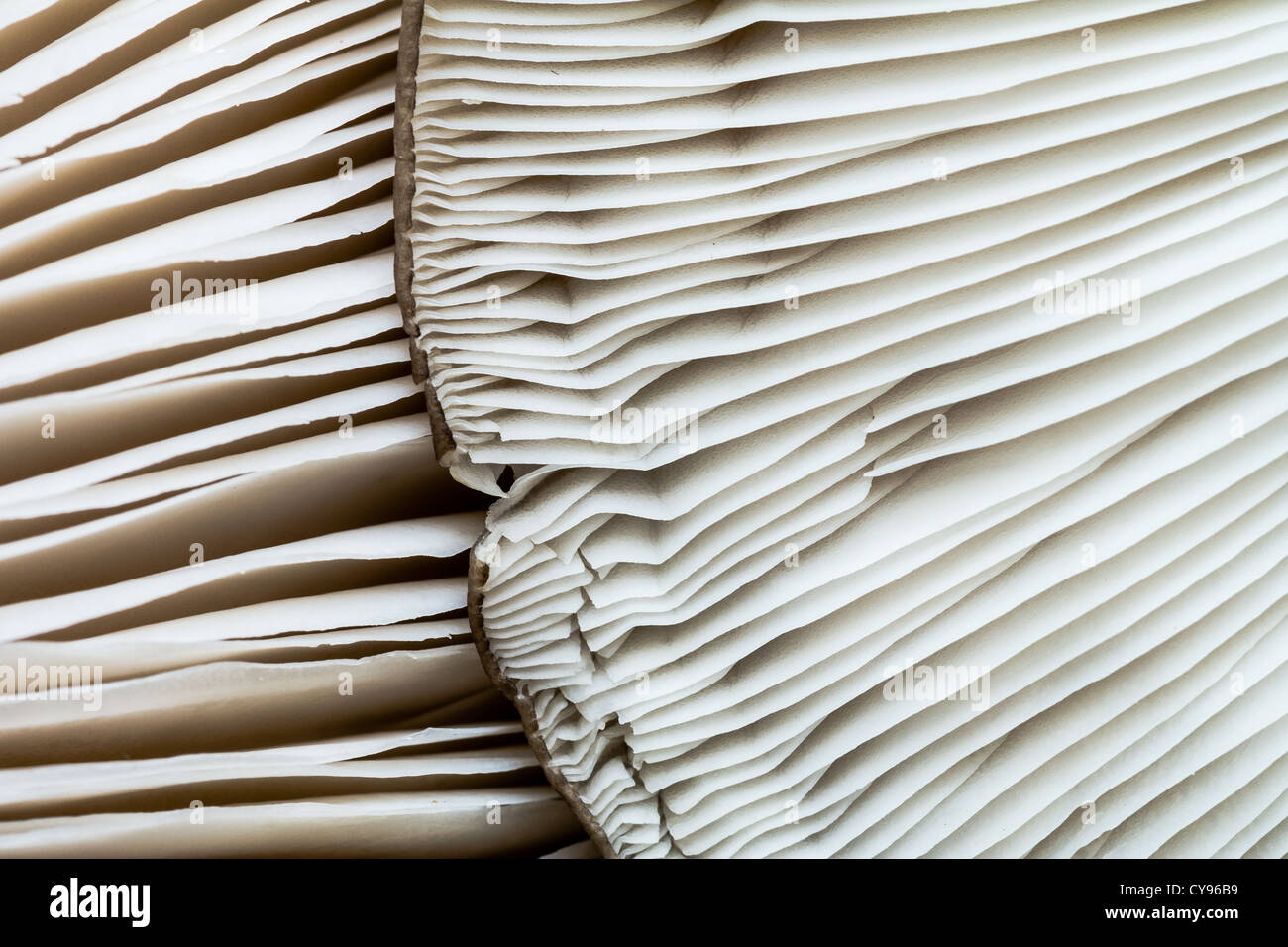 Damaged mushrooms hi-res stock photography and images - Alamy