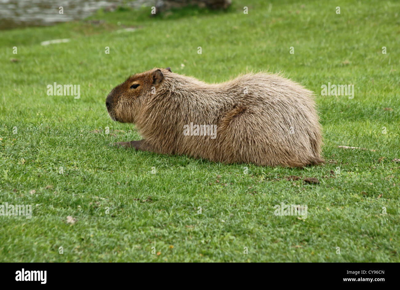 Kapibara animal hi-res stock photography and images - Alamy