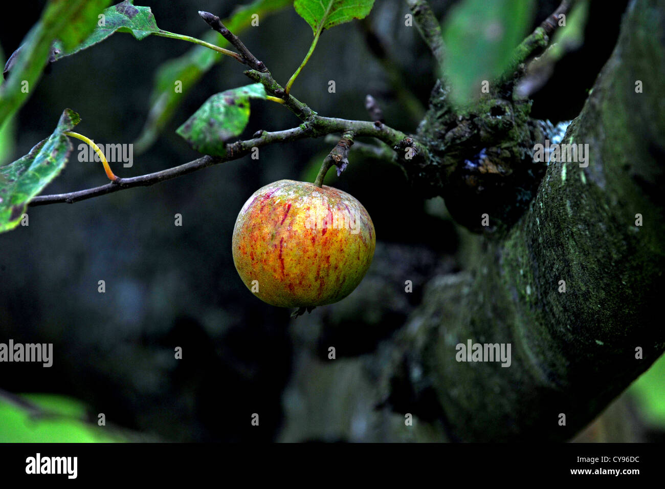 A small apple still hanging from a tree after the crop was ruined by ...