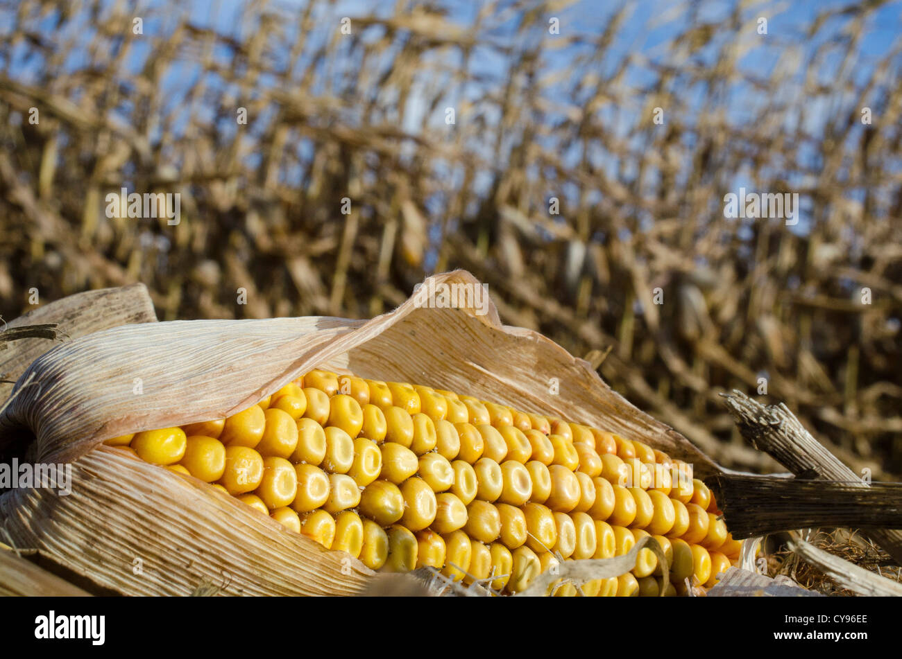 corn cob that fell to the ground during harvest Stock Photo - Alamy
