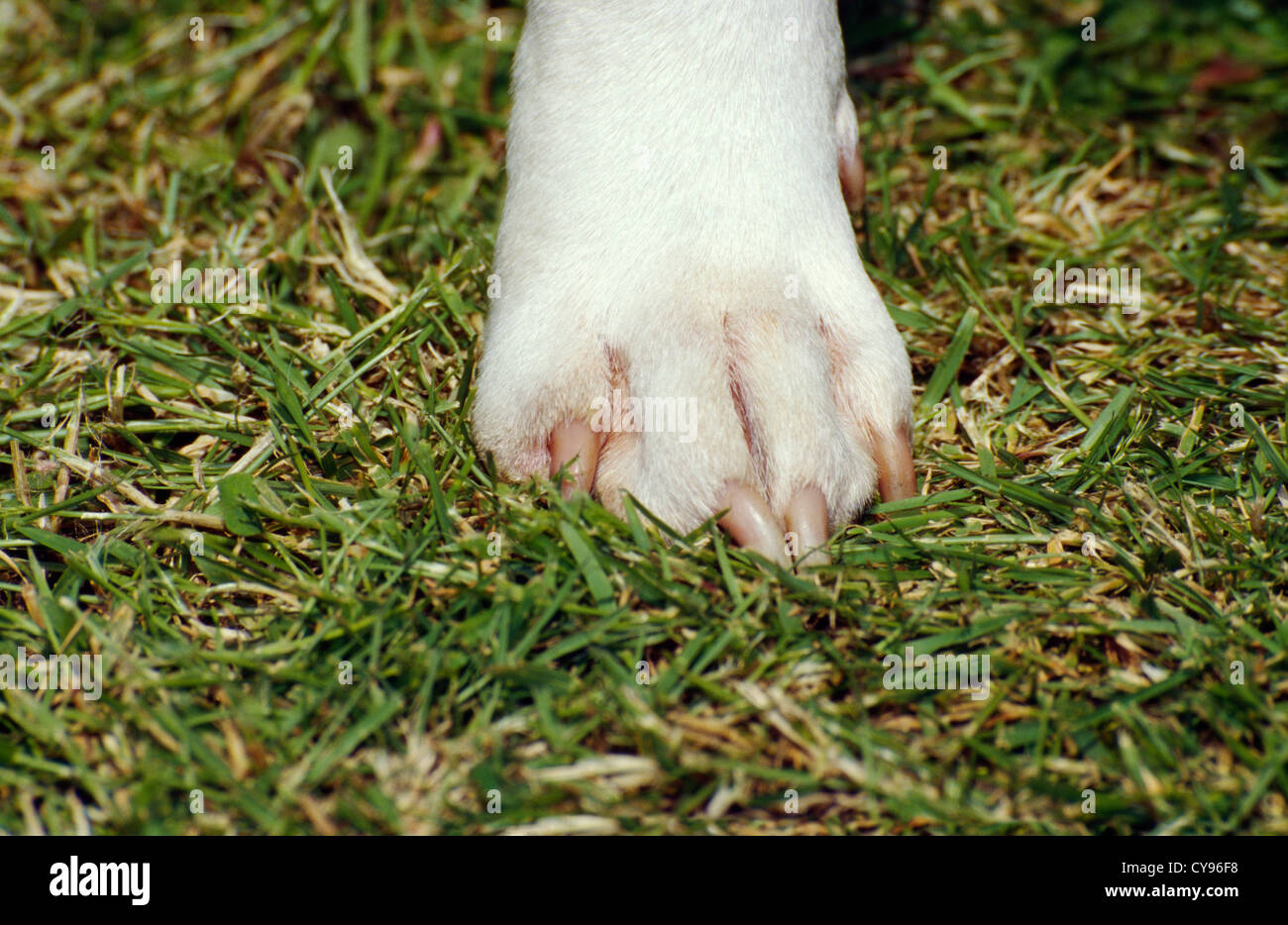 STAFFORDSHIRE BULL TERRIER FOOT/ ENGLAND Stock Photo - Alamy