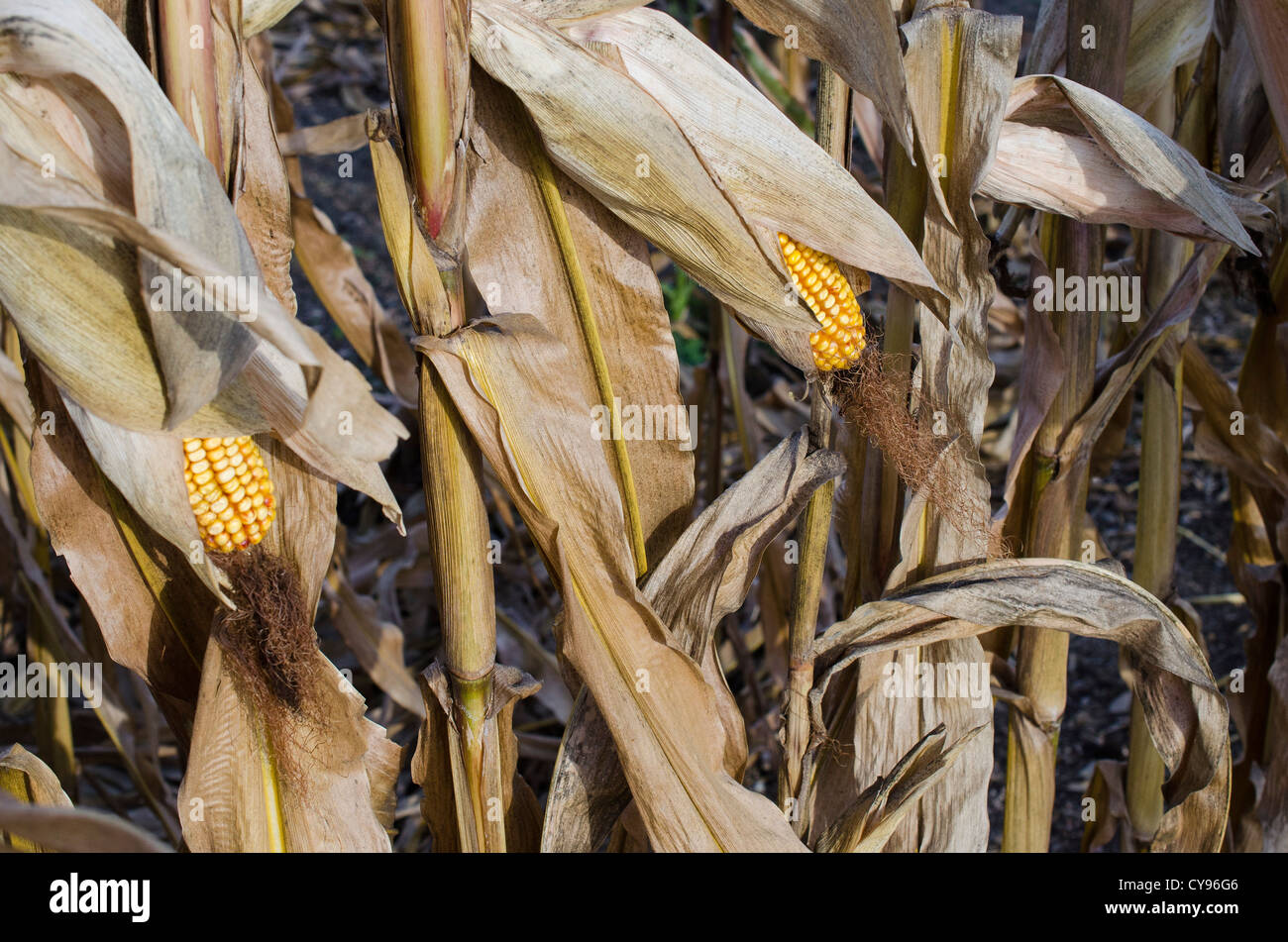 Mature maize ear on a stalk Stock Photo - Alamy
