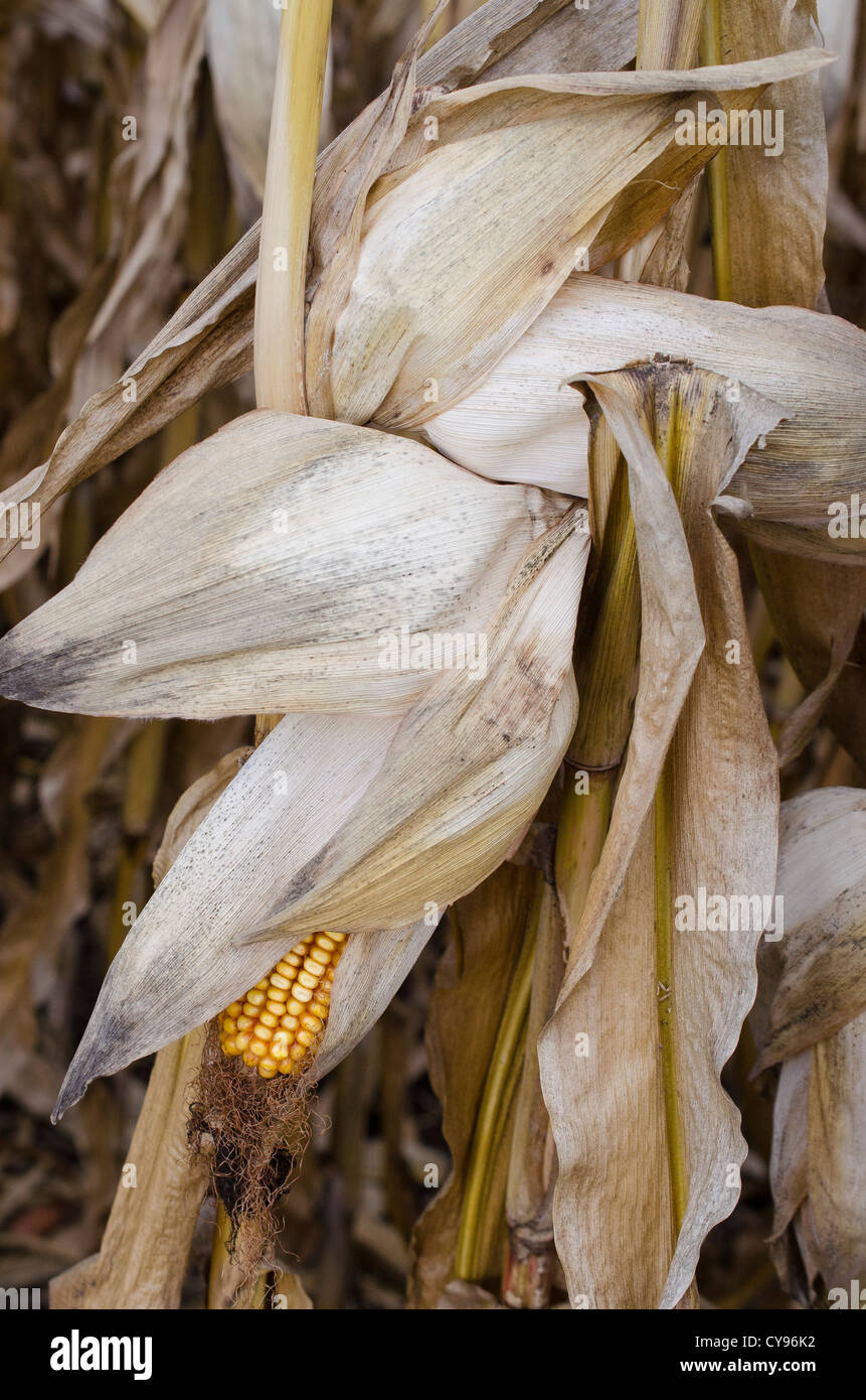 Mature maize ear on a stalk Stock Photo - Alamy