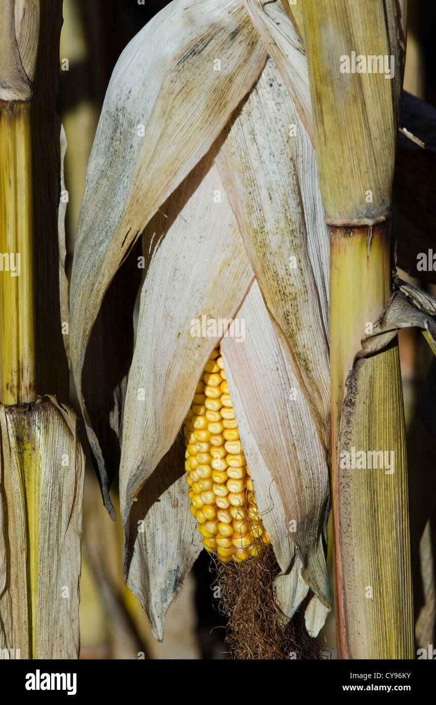 Mature maize ear on a stalk Stock Photo - Alamy