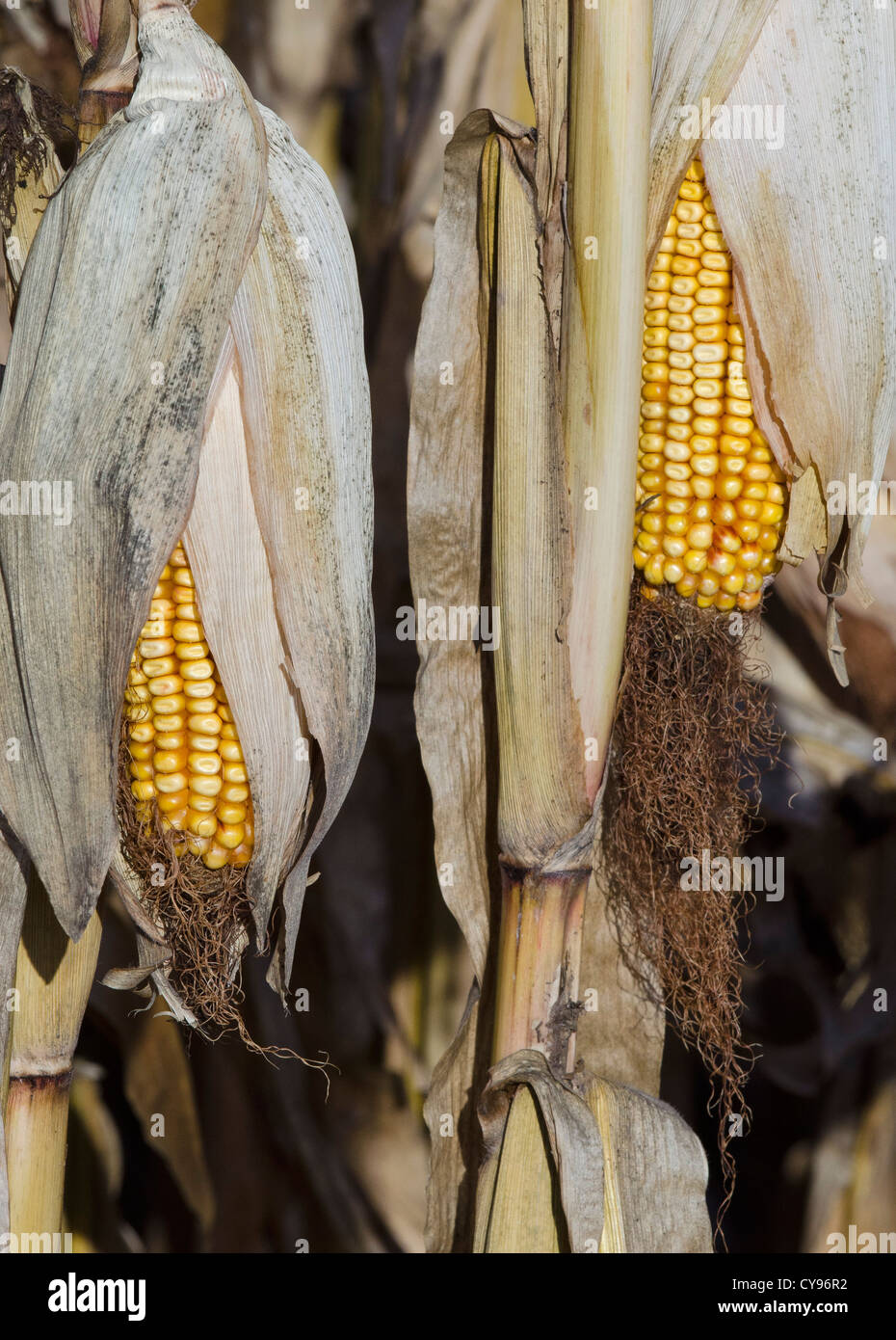 What Is Maize Ear at Mackenzie Ramos blog