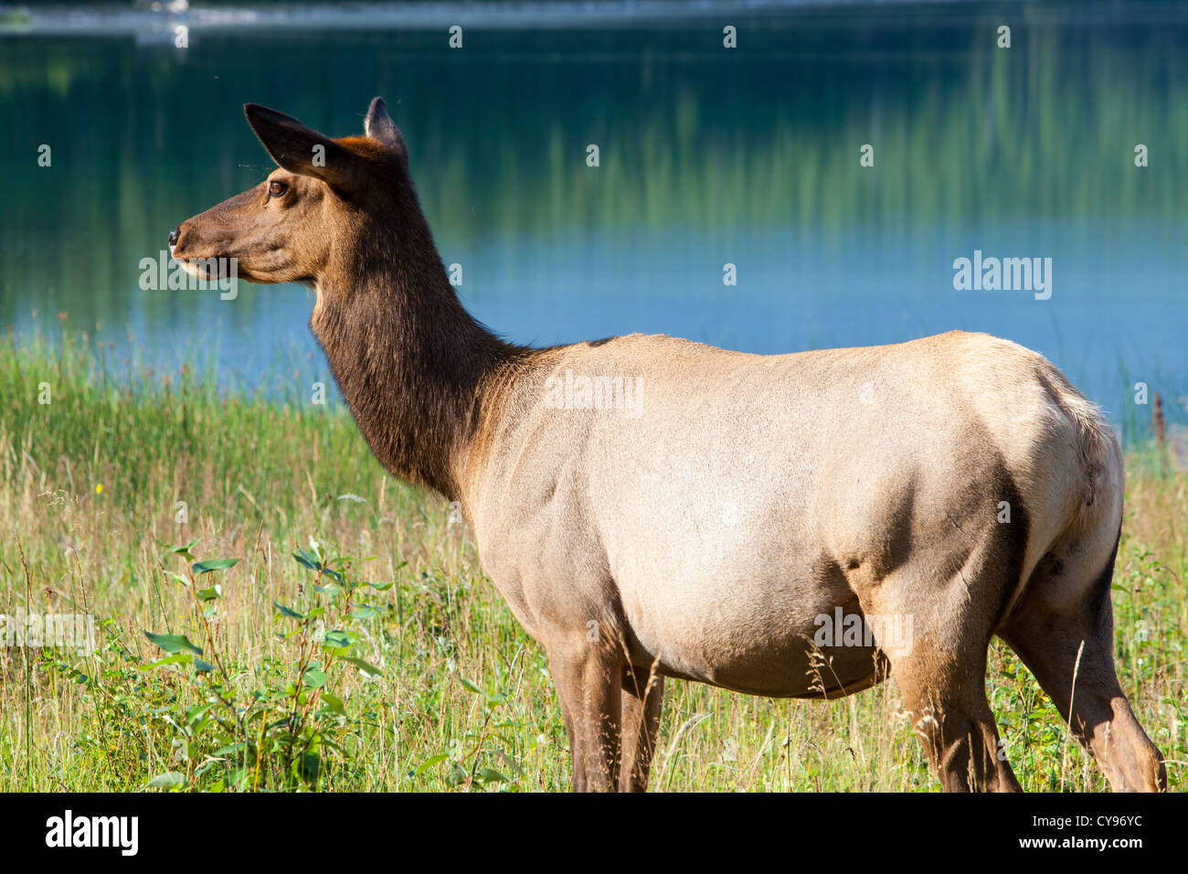 A female Elk (Cervus canadensis) grazing near Jasper in the Jasper ...