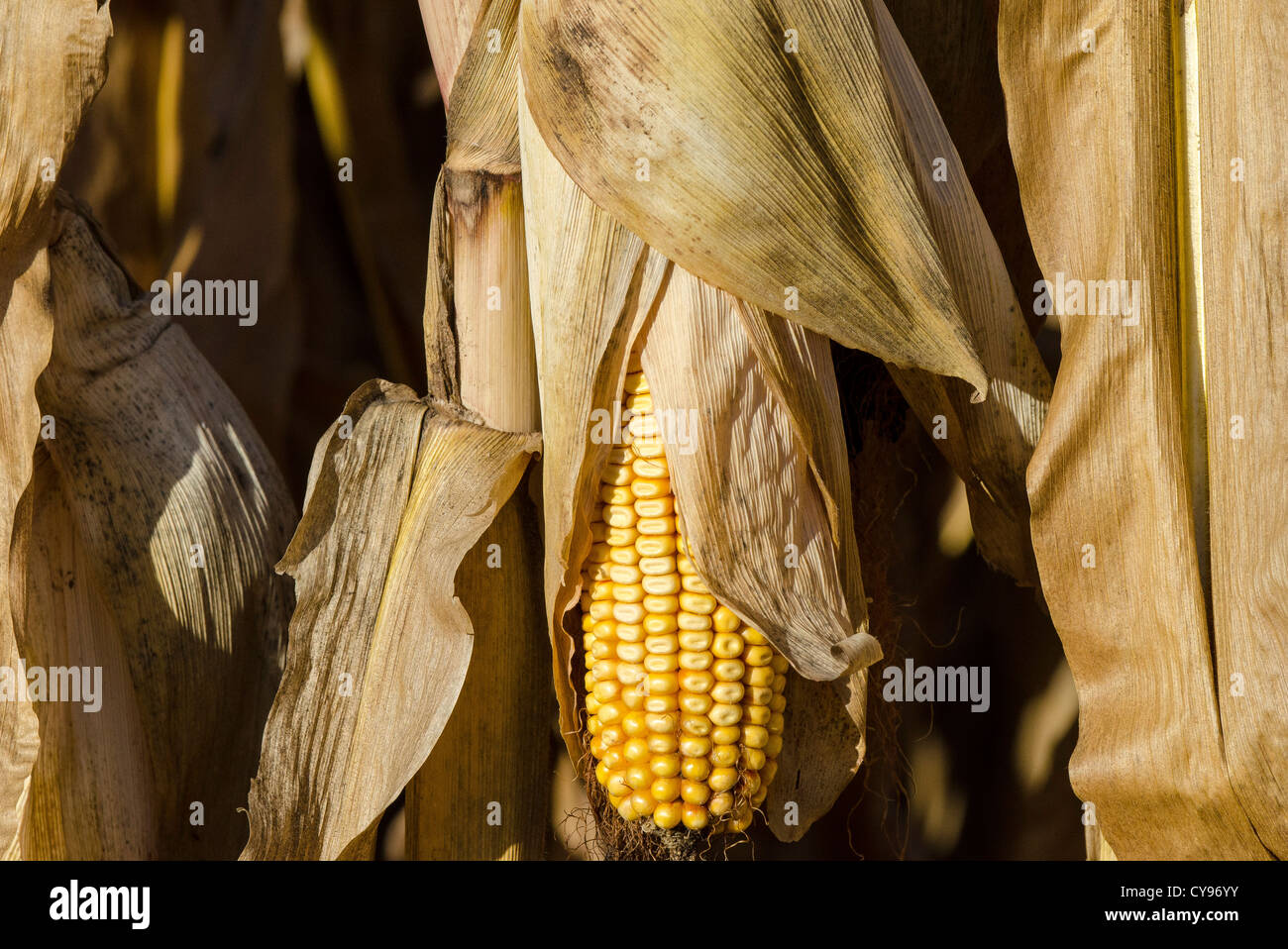 Mature maize ear on a stalk Stock Photo - Alamy