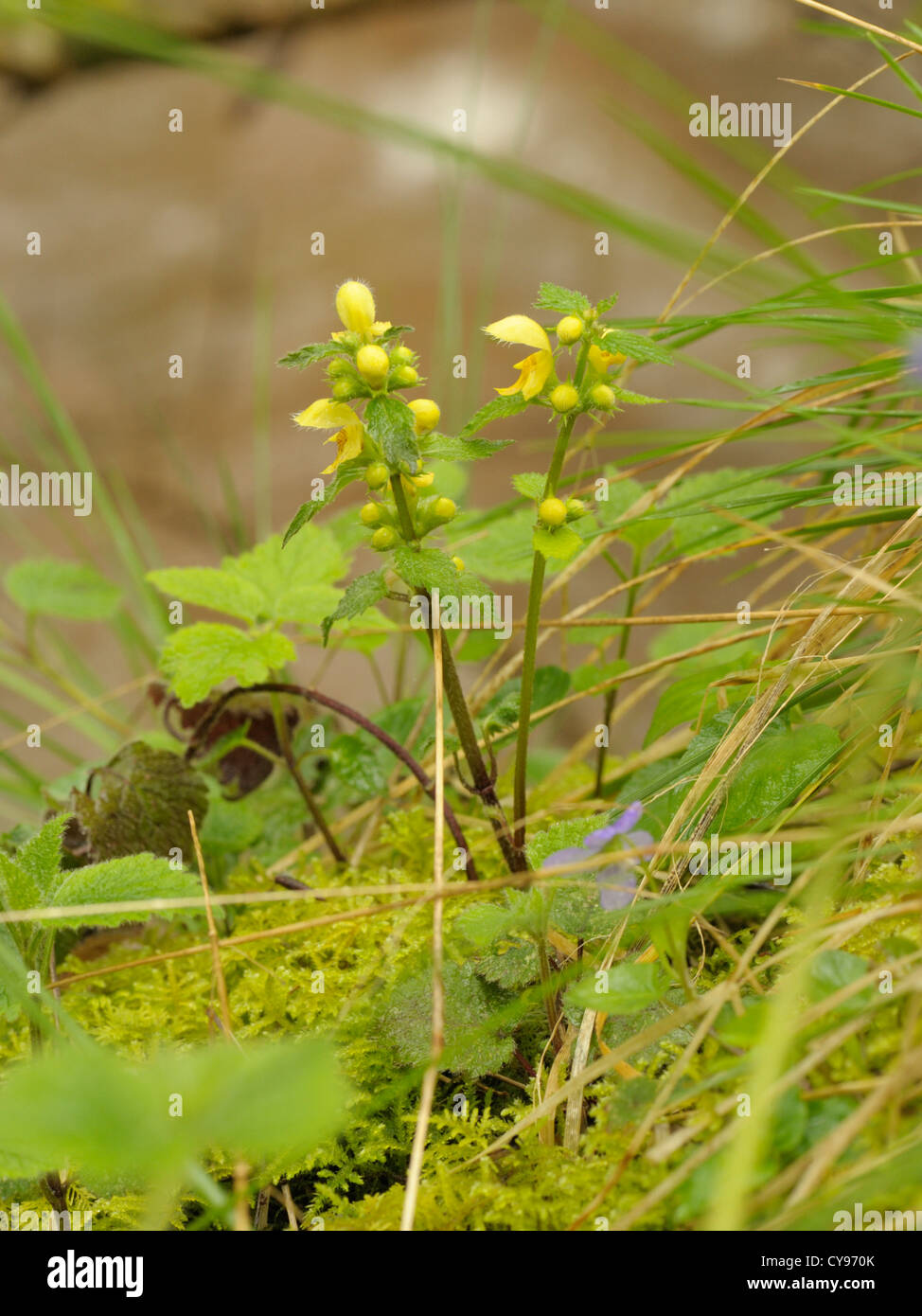 Yellow Archangel, Lamiastrum galeobdolon Stock Photo - Alamy