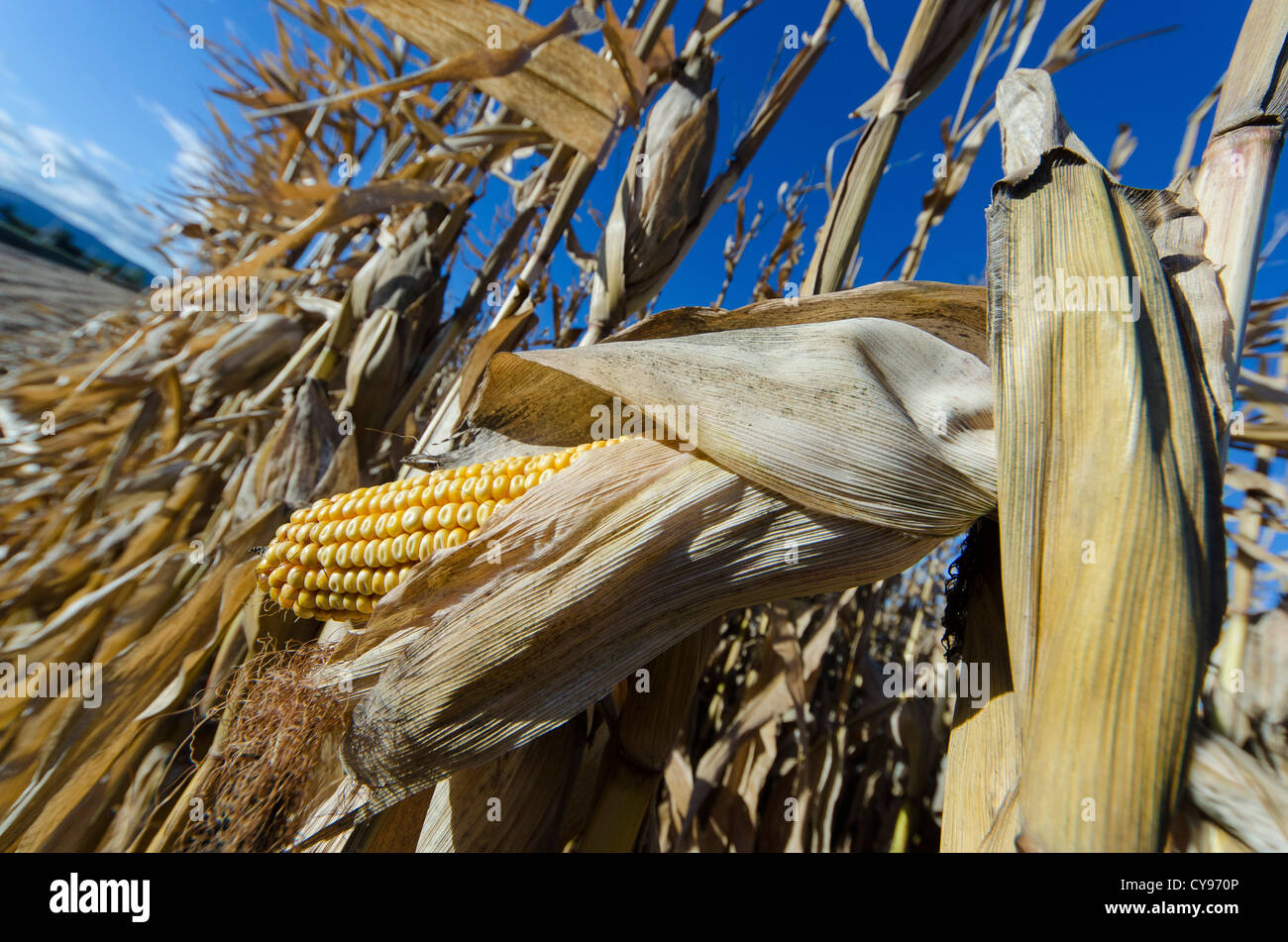 Maize autumn during harvesting Stock Photo - Alamy