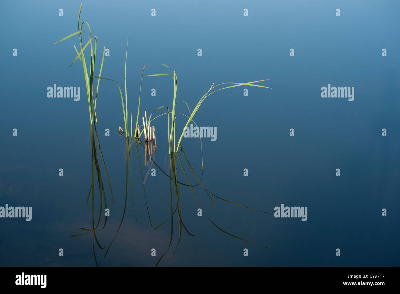 Serene natural scene Stock Photo - Alamy