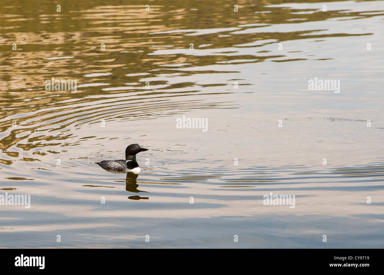 A Great Northern Diver, or Common Loon (Gavia immer) diving for food in ...