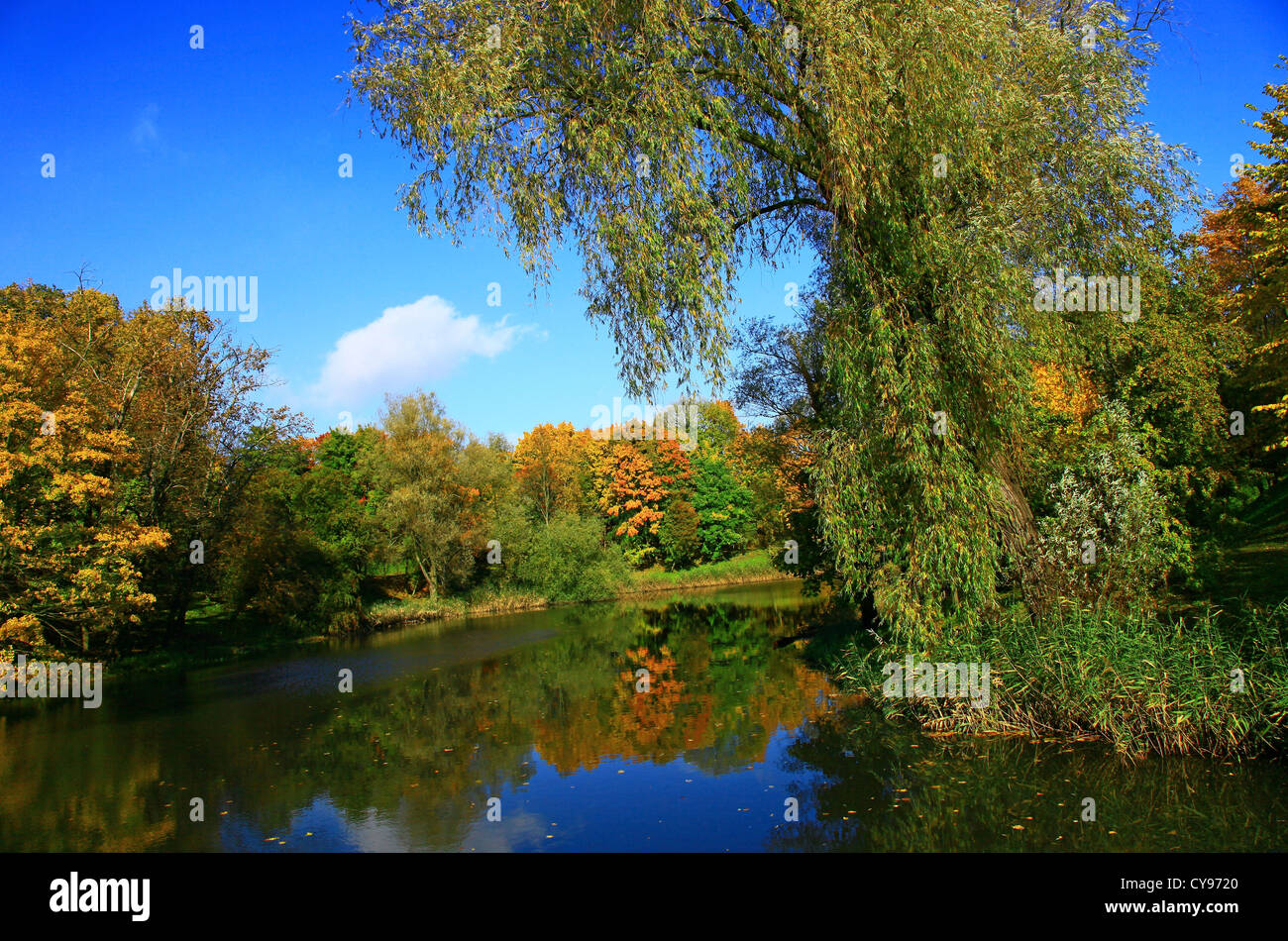 Kaliningrad forest hi-res stock photography and images - Alamy
