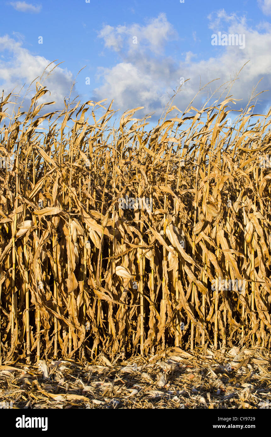 Maize field in autumn during harvesting Stock Photo - Alamy