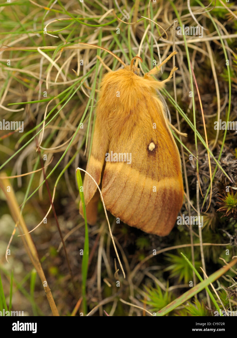Oak Eggar Moth, Lasiocampa quercus Stock Photo - Alamy